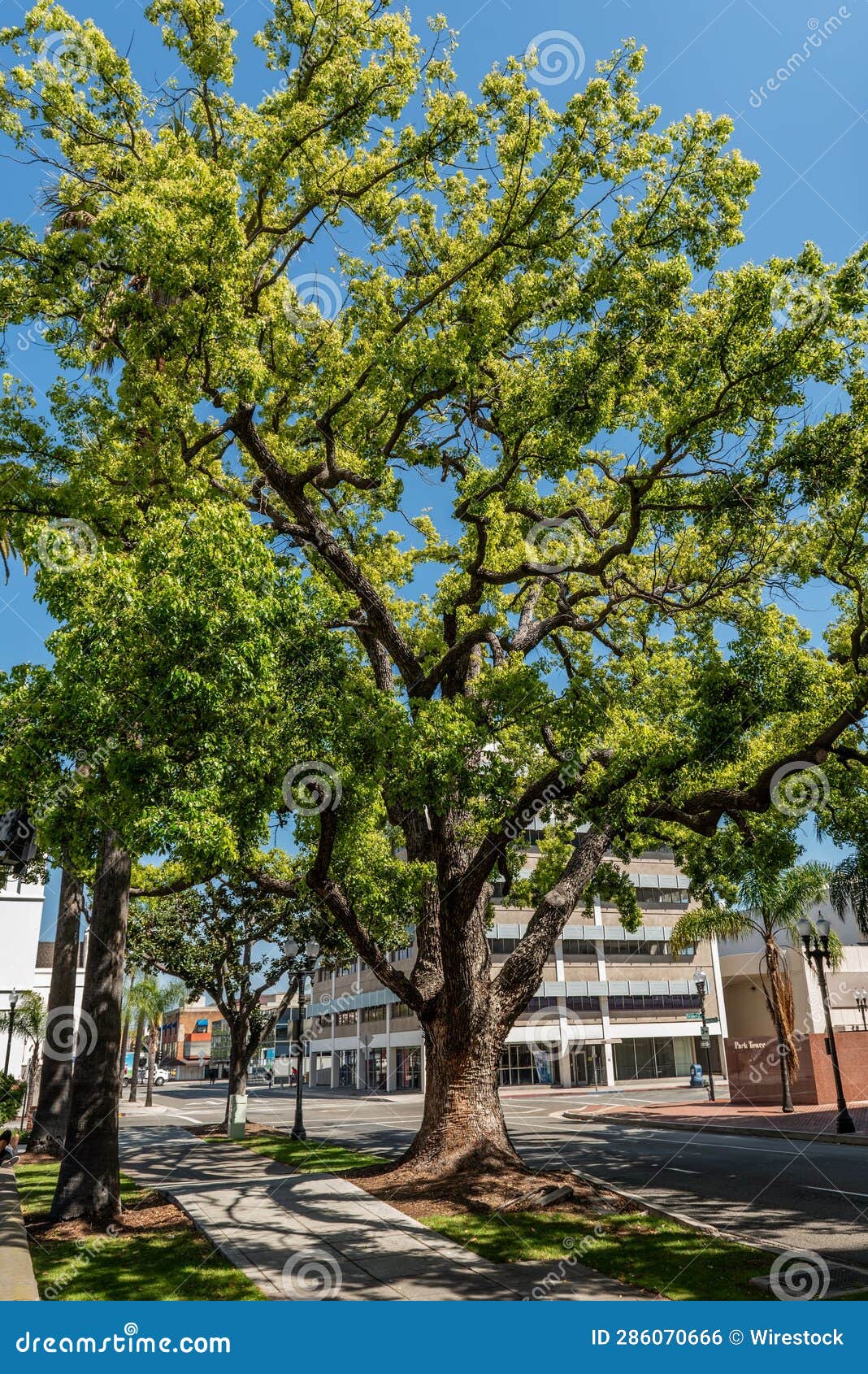 Scenic View, of a Tree in the Foreground, Illuminated by a Street Light ...