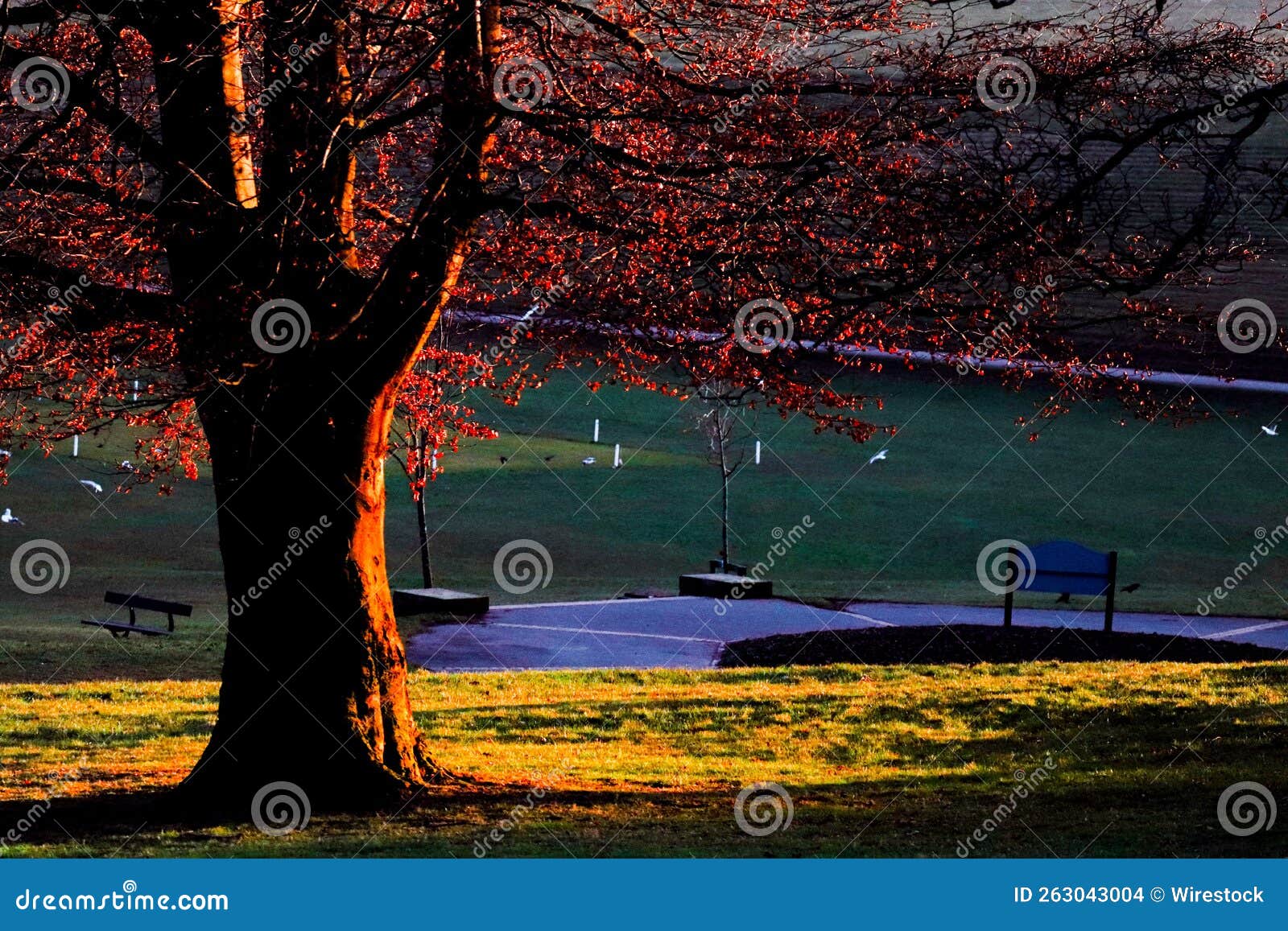 Scenic View of a Tree Growing in a Field during a Sunset by a River ...