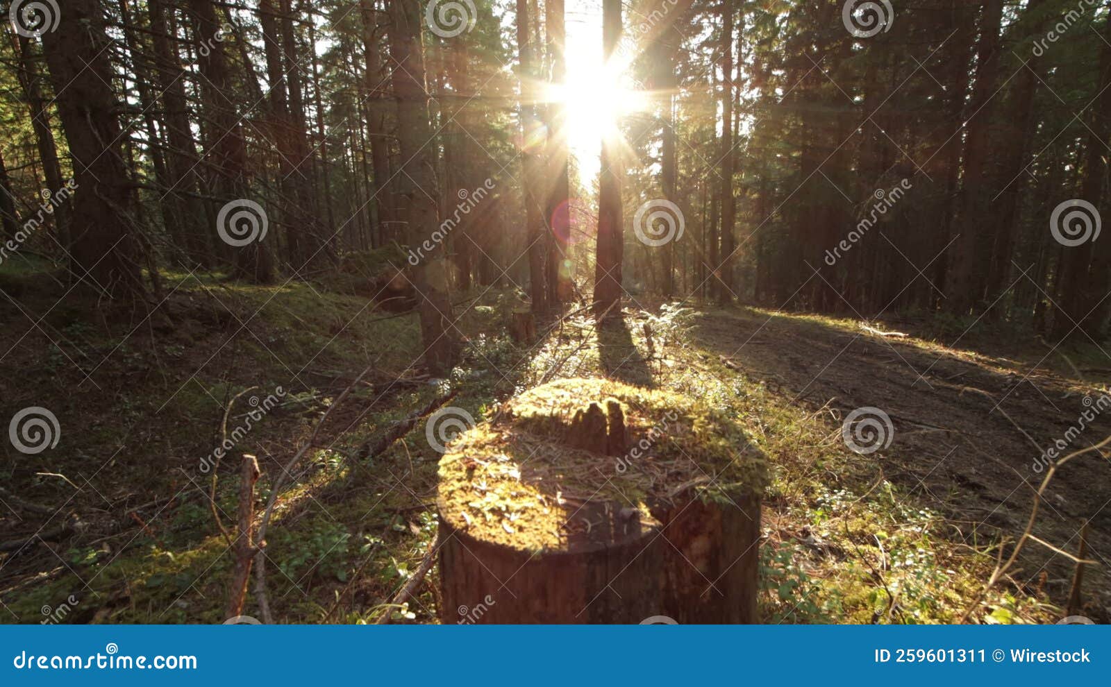 Scenic View of a Tree Stump and Tall Trees with the Sun in the ...