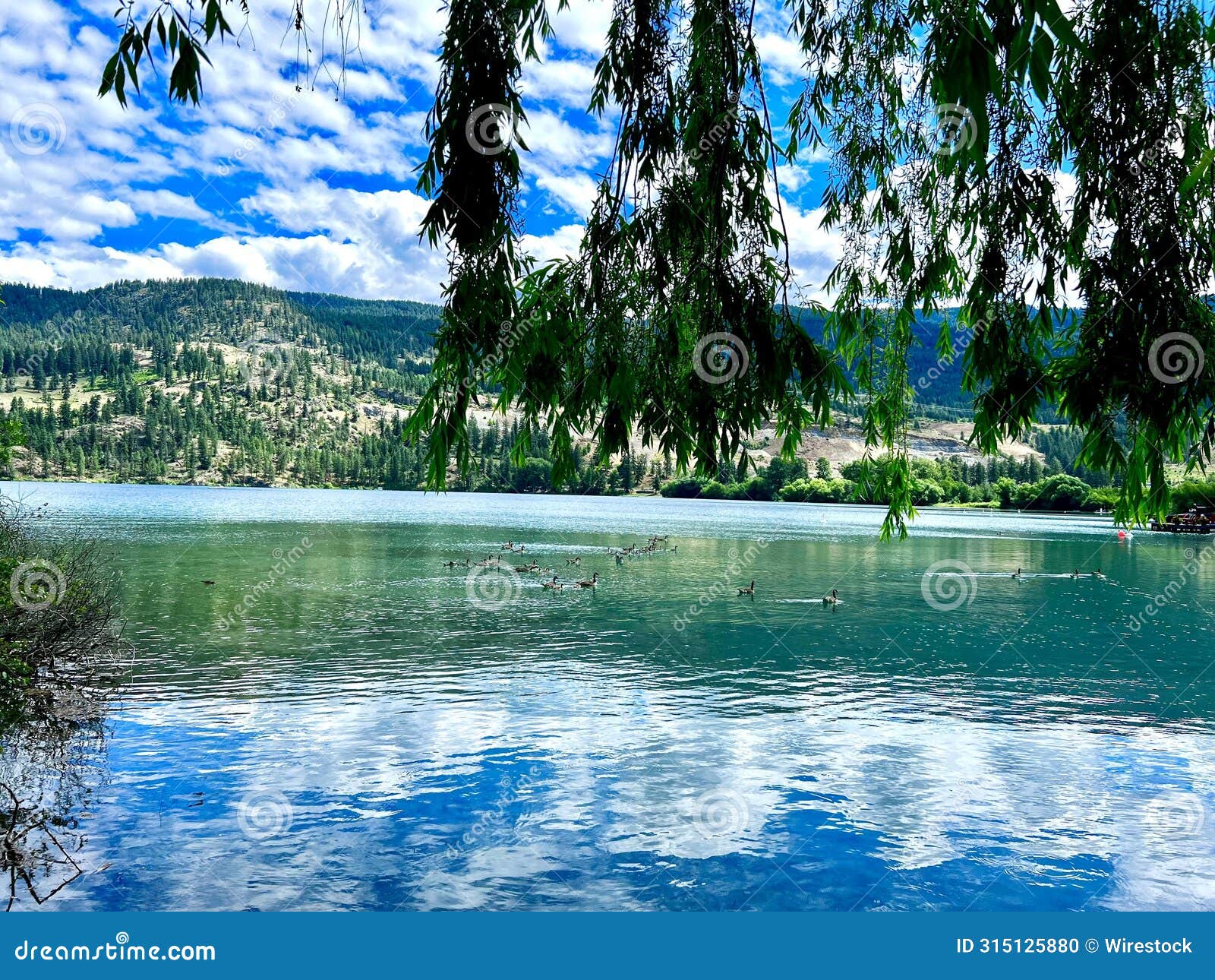 Scenic View of Trees, Clouds, Sky, and Grass by the Water Stock Photo ...