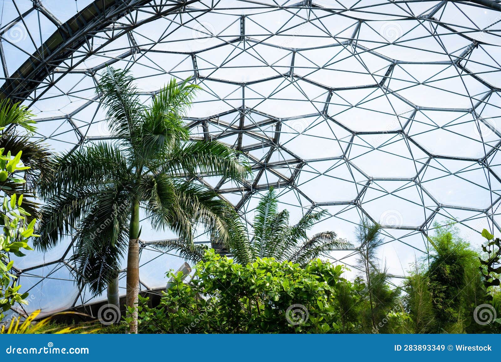 Scenic View of Trees Growing Inside the Tropical Biome at the Eden ...