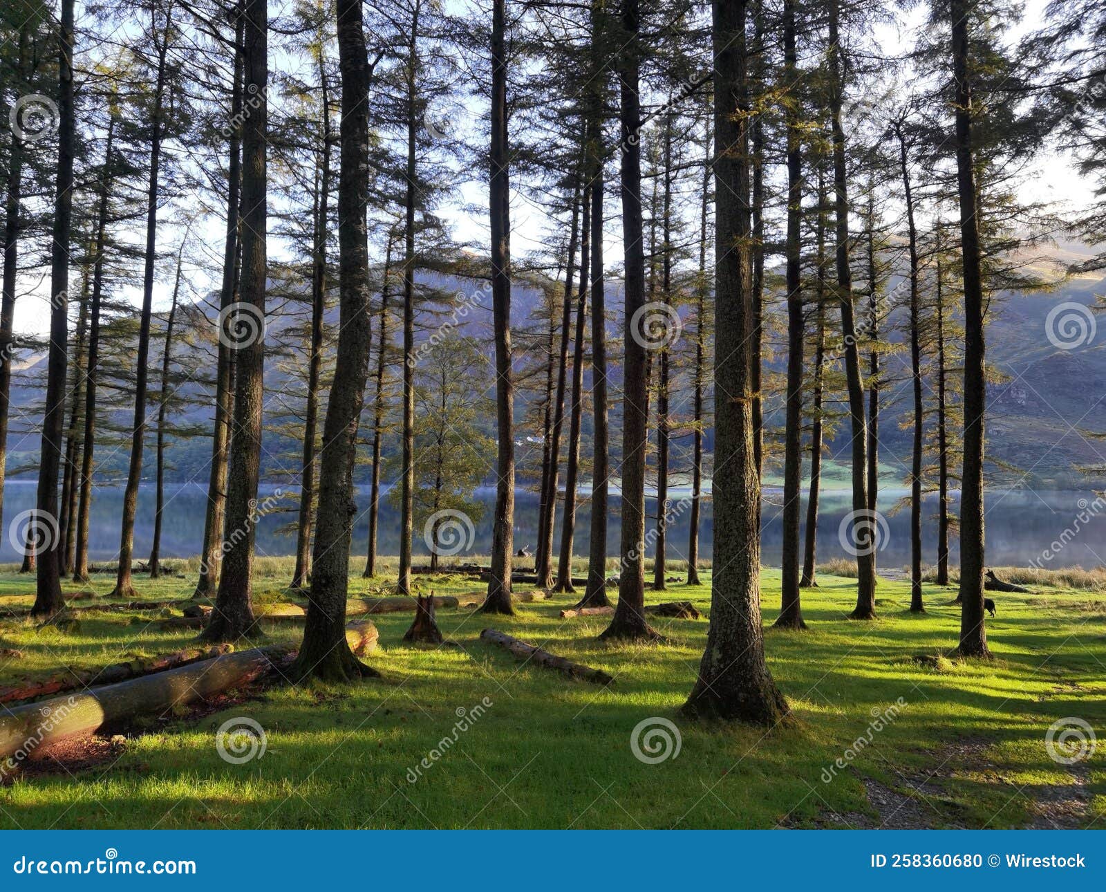 Scenic View of Trees Growing by a Lake with Mountins in the Background ...