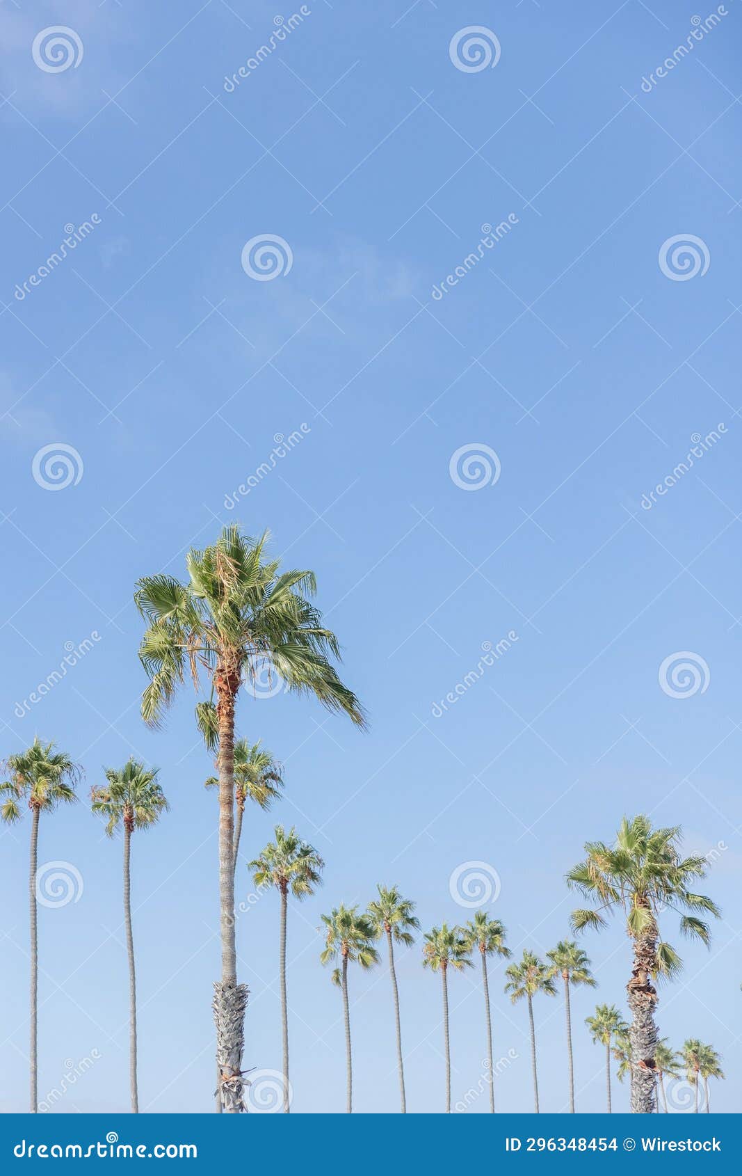 Scenic View of a Tropical Beach with Multiple Rows of Lush Palm Trees ...