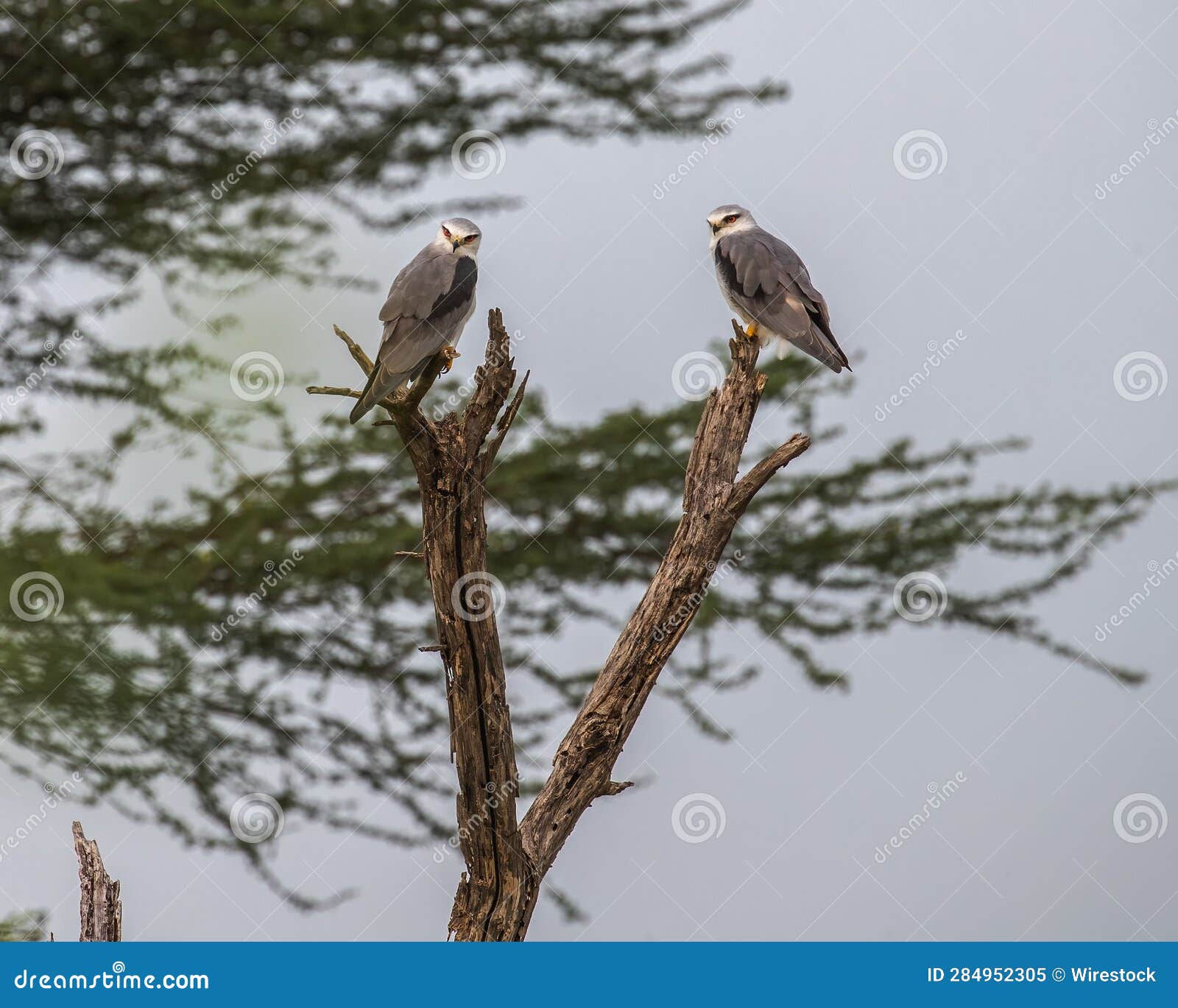 Scenic View of Two Aplomado Falcons Standing on a Dead Tree Stock Image ...