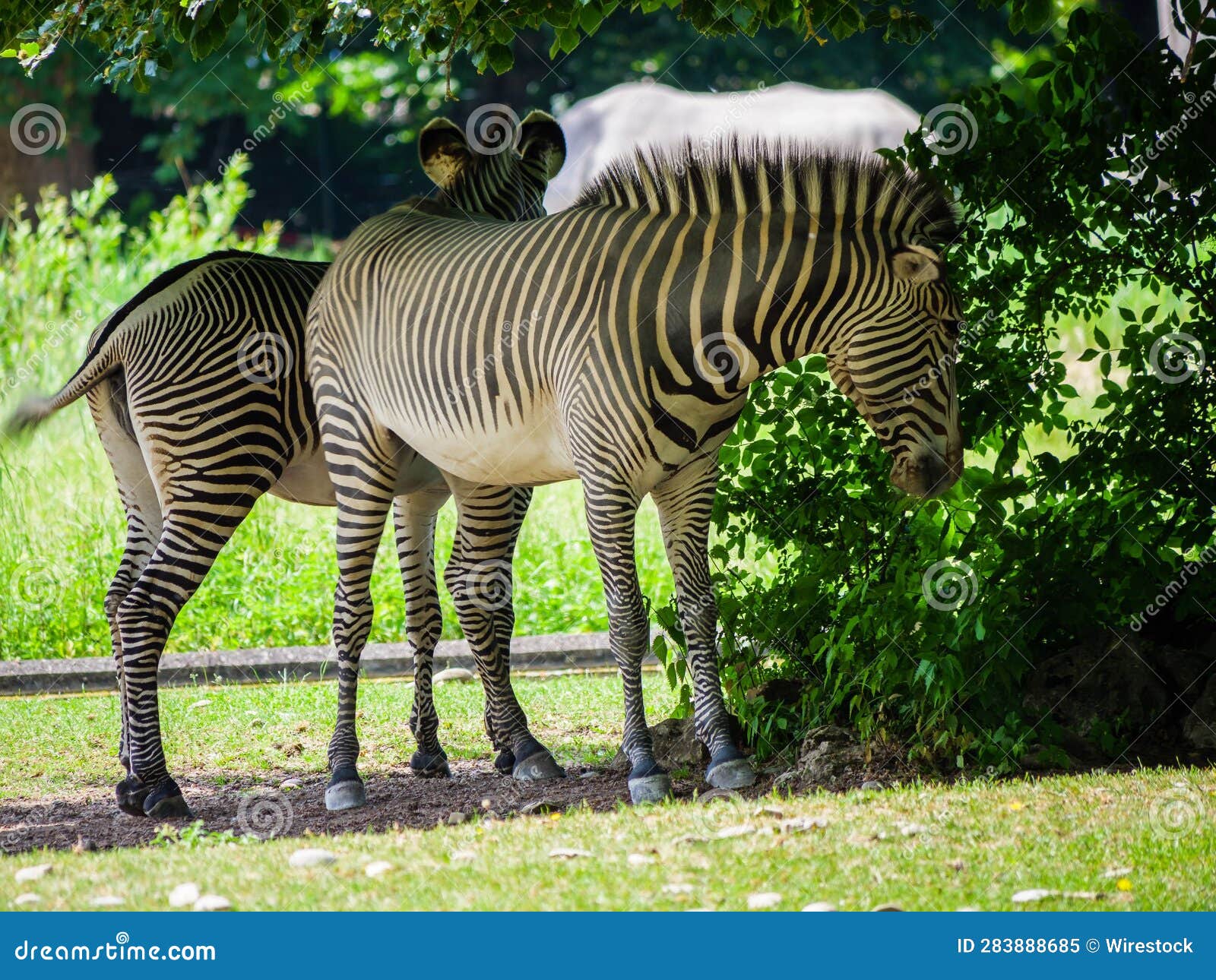 Scenic View of Two Zebras Standing in the Shade in Their Enclosure ...