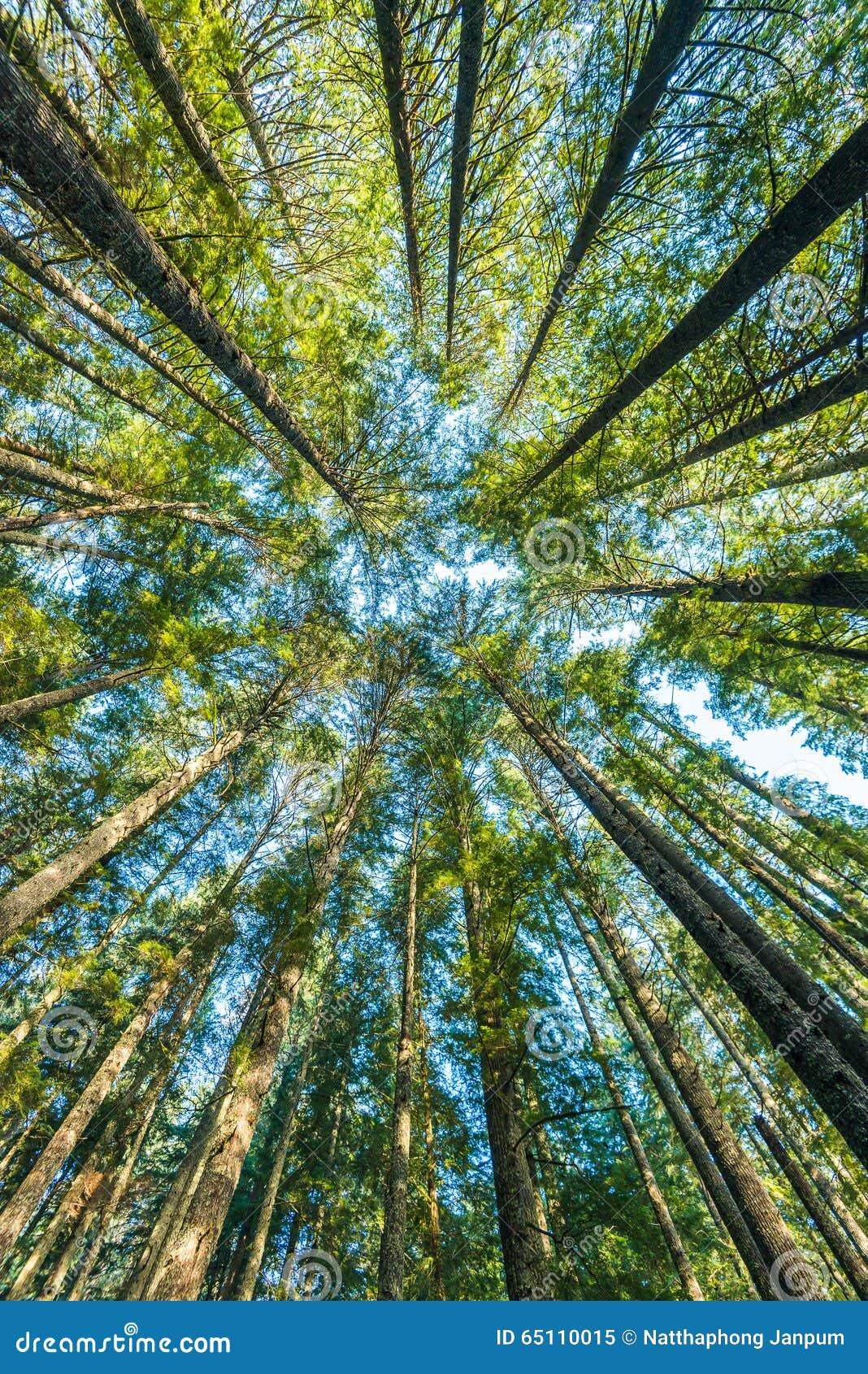 Scenic View of Very Big and Tall Tree in the Forest in the Morning ...