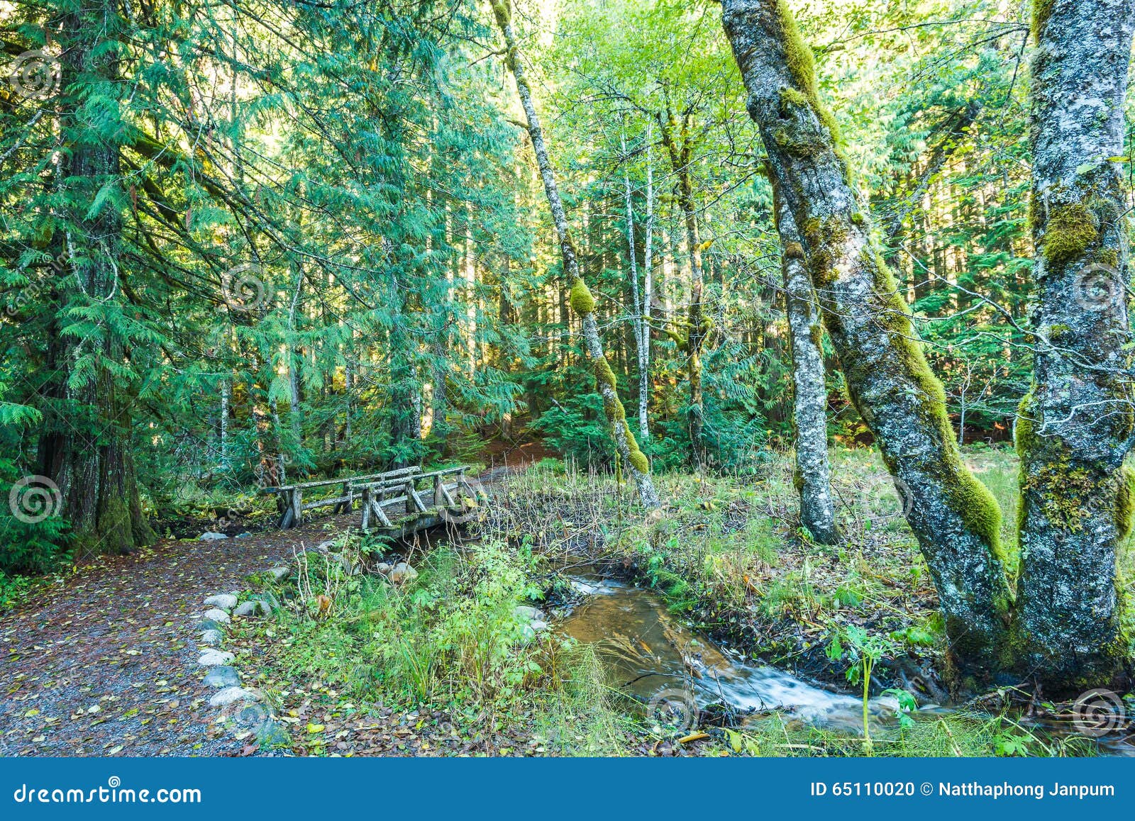 Scenic View of Very Big and Tall Tree in the Forest in the Morning ...