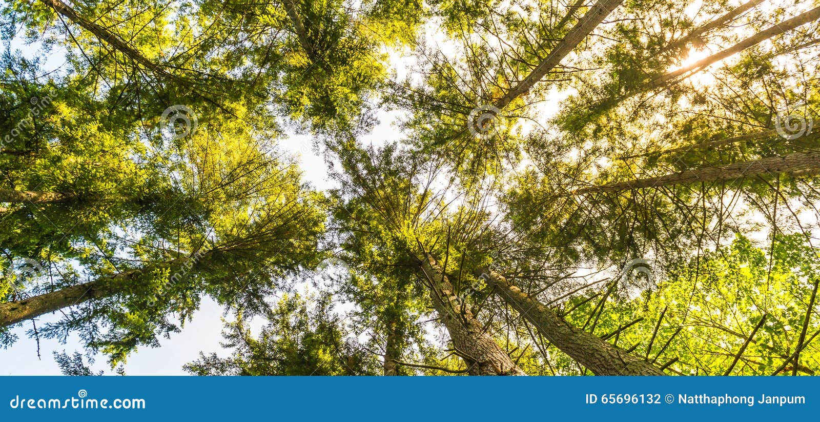 Scenic View of Very Big and Tall Tree with Sun Light in the Fore Stock ...