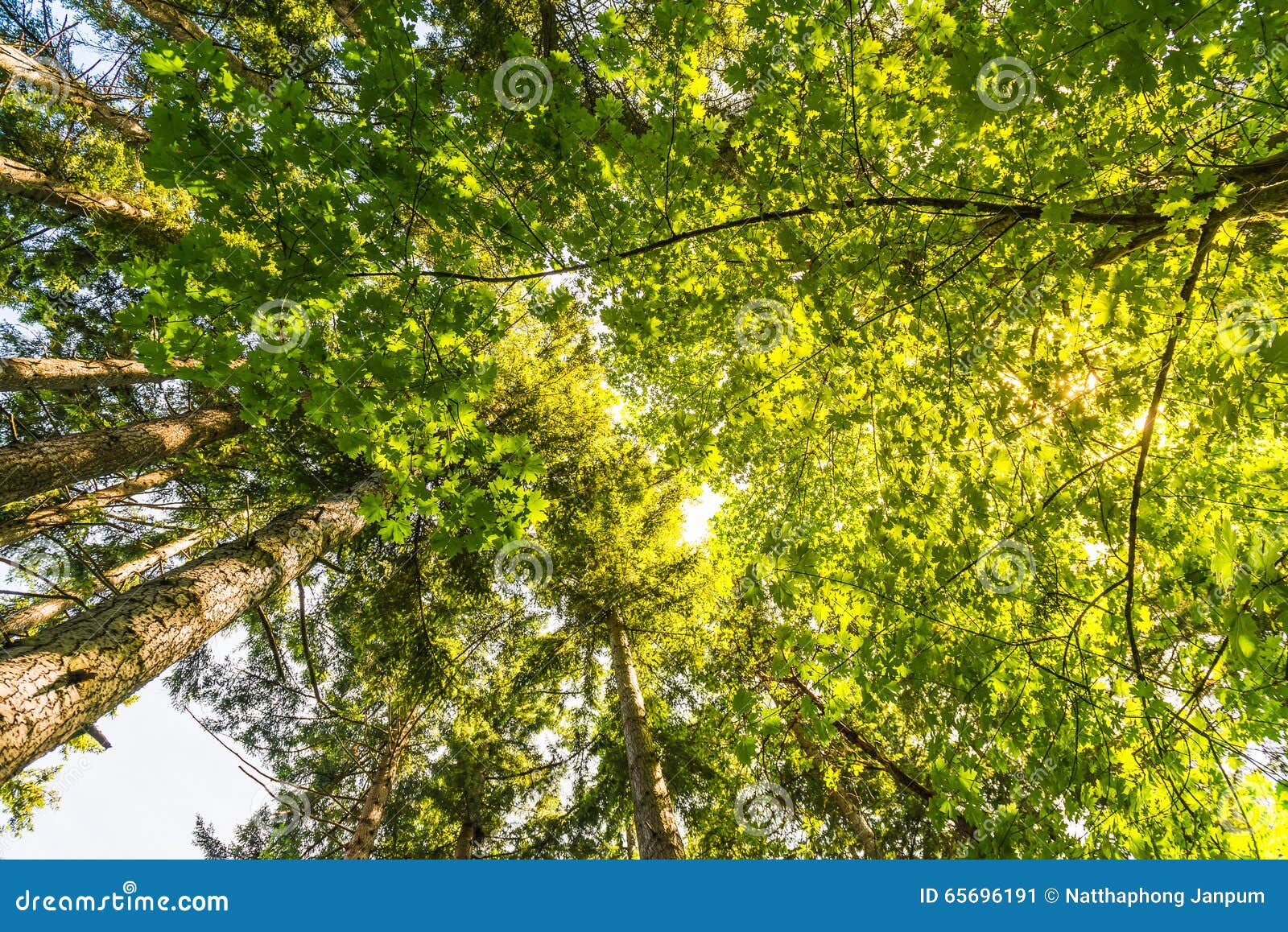 Scenic View of Very Big and Tall Tree with Sun Light in the Forest when ...