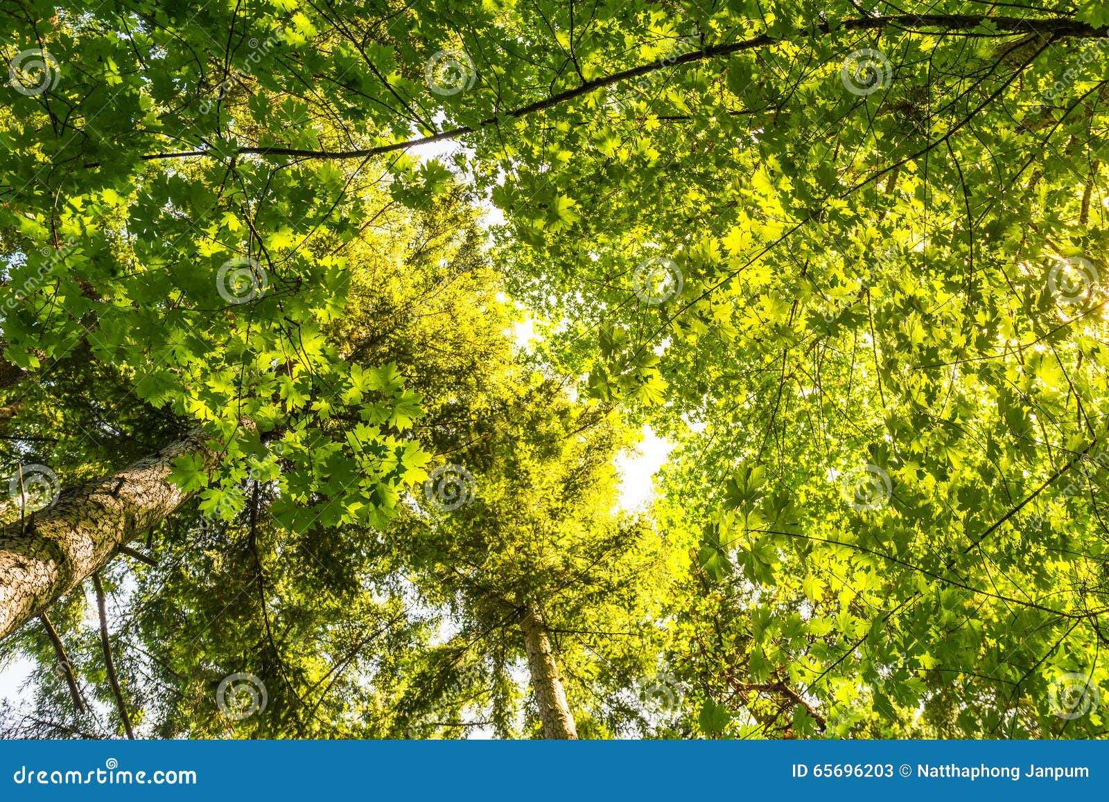 Scenic View of Very Big and Tall Tree with Sun Light in the Forest when ...