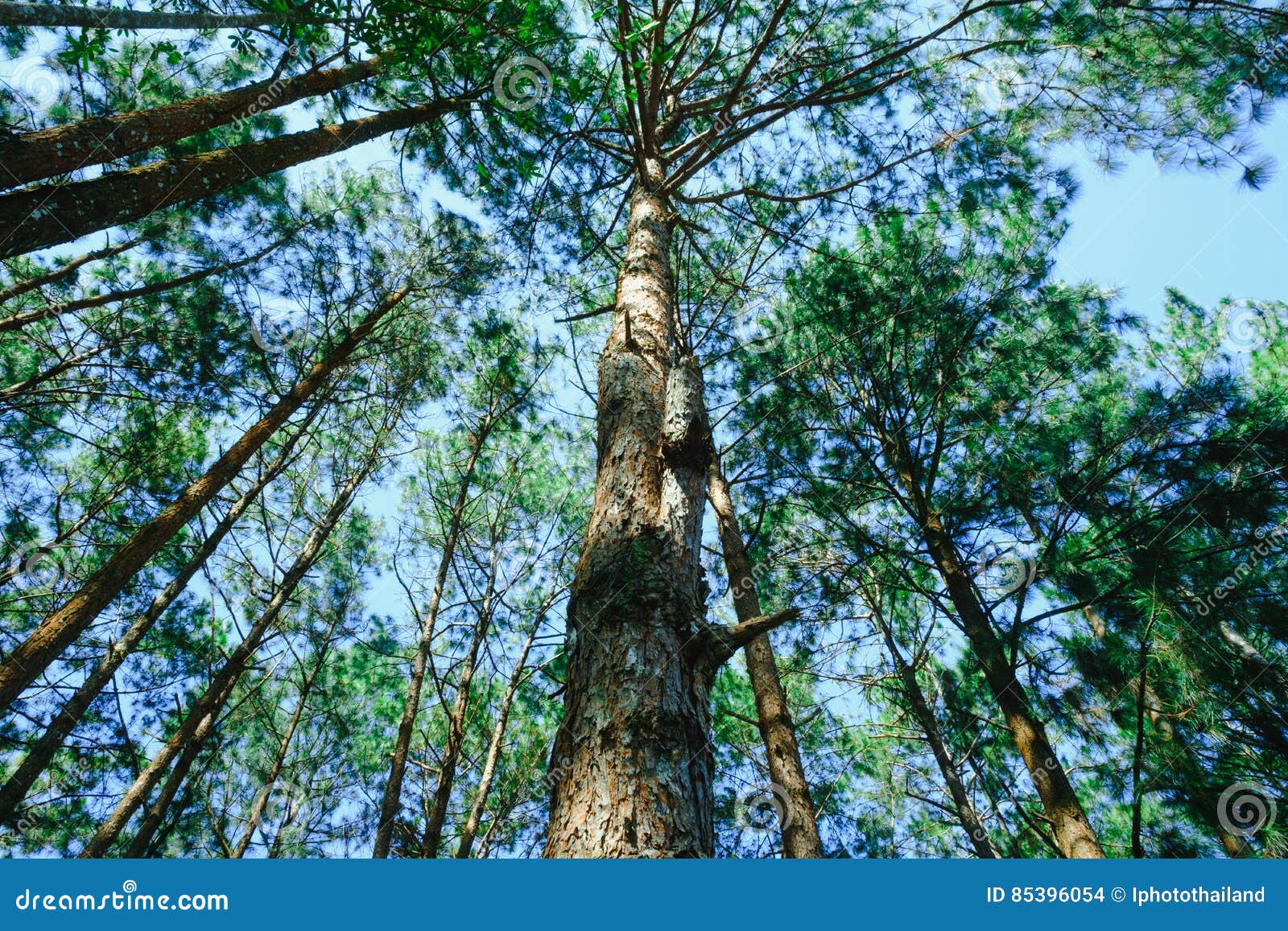 Scenic View of Very Big and Tall Tree with Sun Light in the Forest when ...
