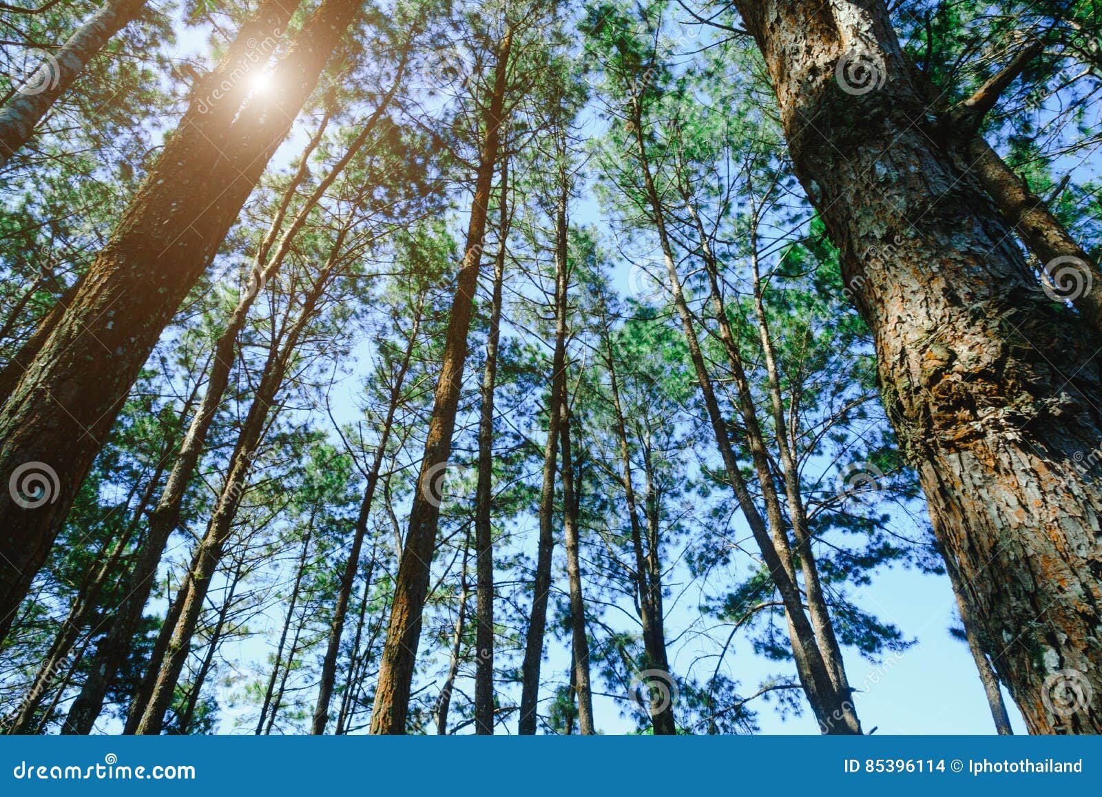 Scenic View of Very Big and Tall Tree with Sun Light in the Forest when ...