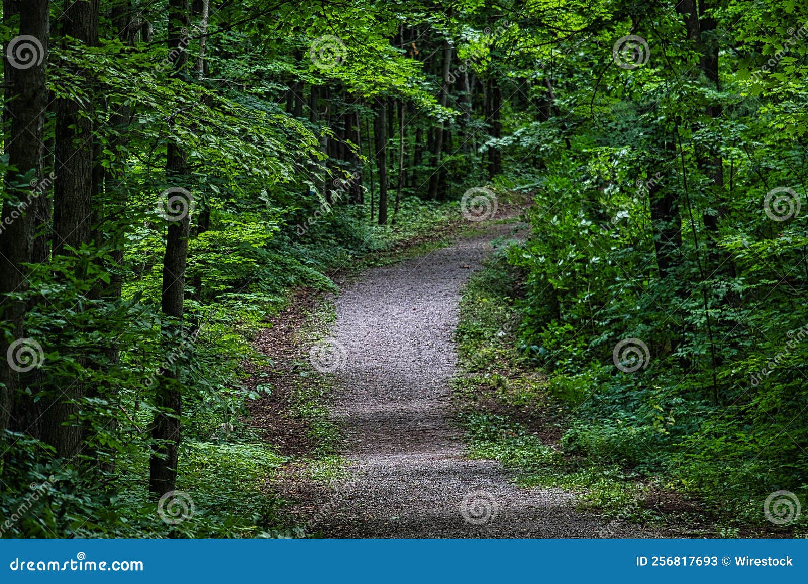 Scenic View of a Walking Path in a Forest Surrounded by Lush Green ...