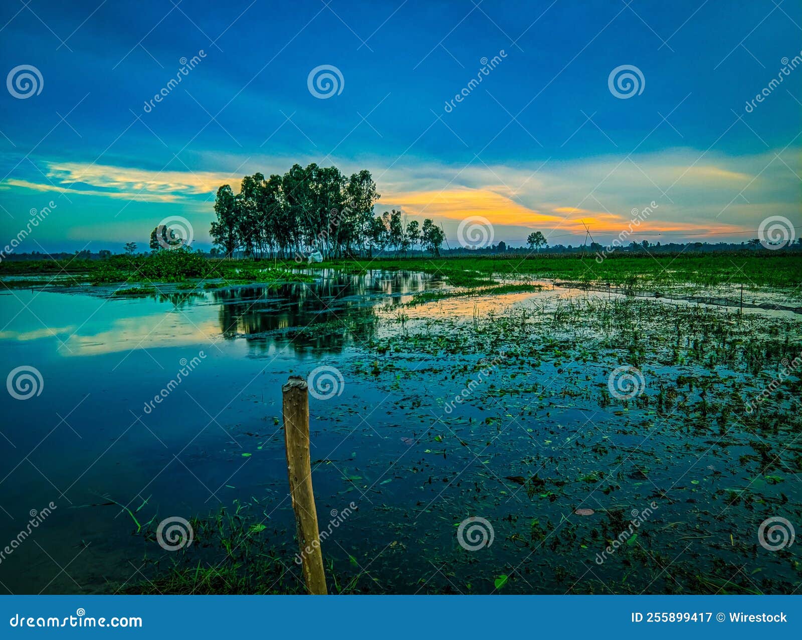 Scenic View of a Water with a Reflection of a Blue Sunset Sky and Trees ...