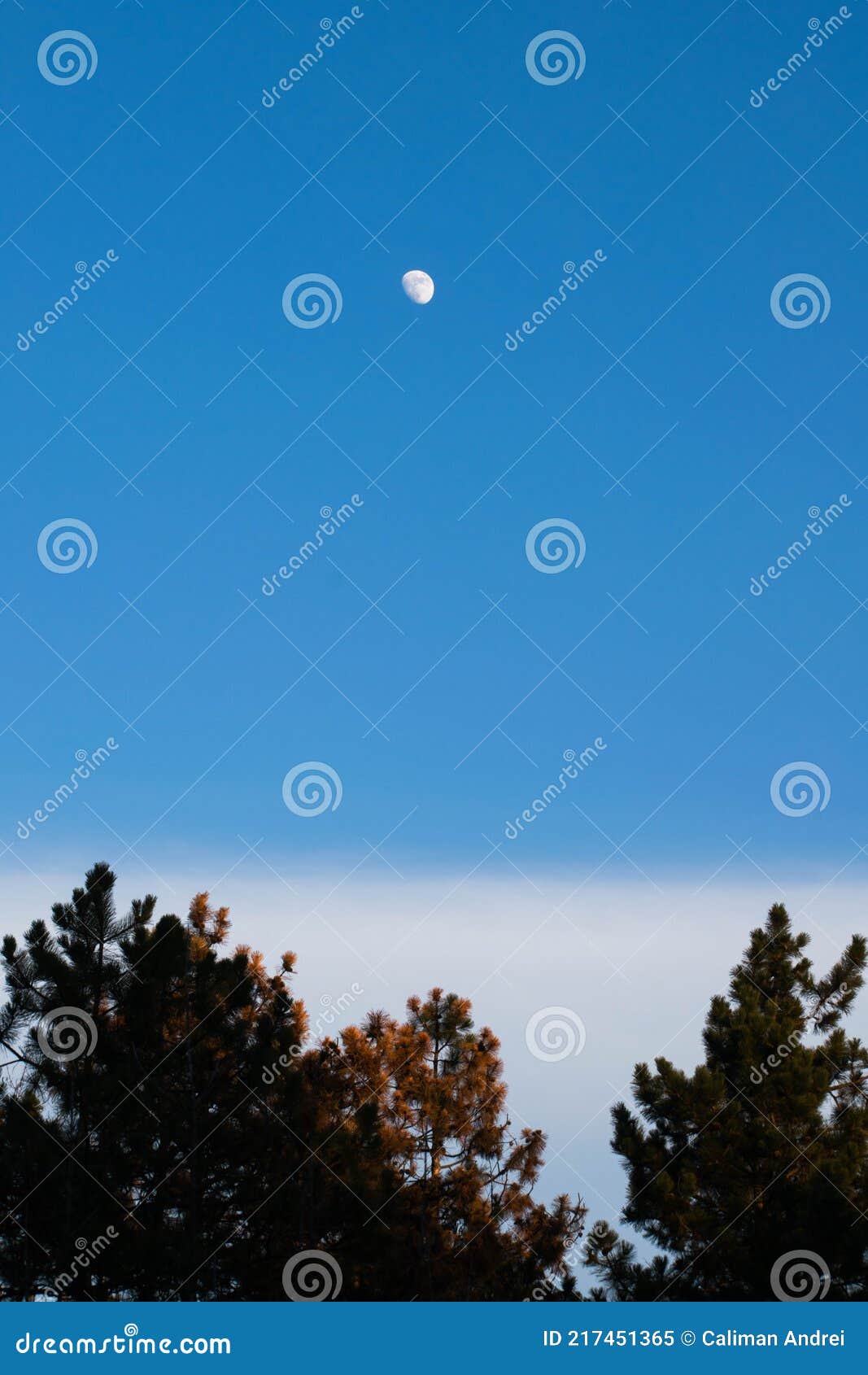 Scenic View Woods and the Moon Stock Image - Image of mountain, tree ...
