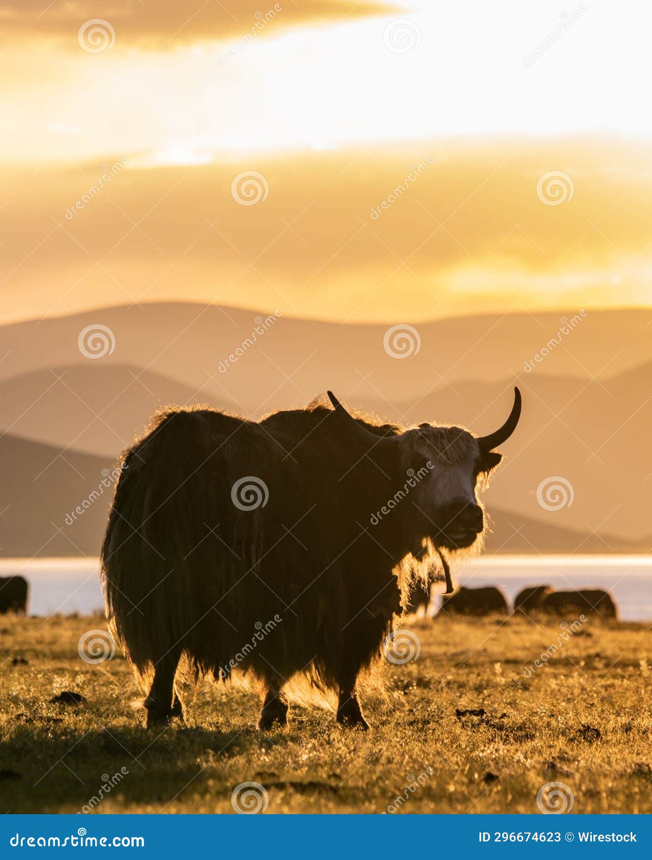 Scenic View of a Yak on a Meadow Stock Image - Image of serene, bright ...