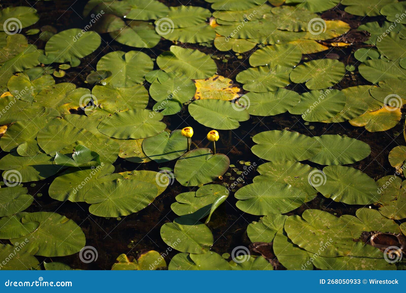 Scenic View of Yellow Pod Plant Surrounded by Water Stock Image - Image ...