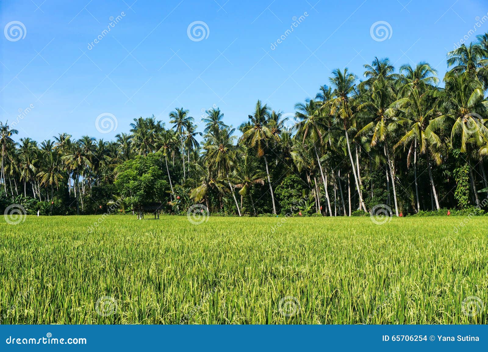 Scenic Views of Paddy Fields and Coconut Trees Stock Photo - Image of ...