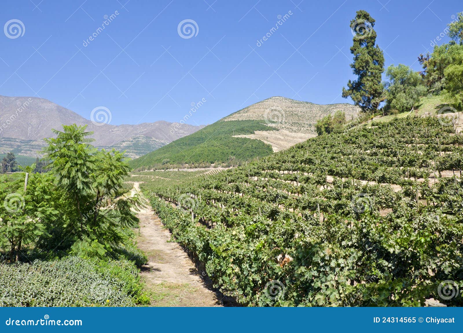 Scenic Vineyard by the Hill Side 1 Stock Image - Image of beverage ...