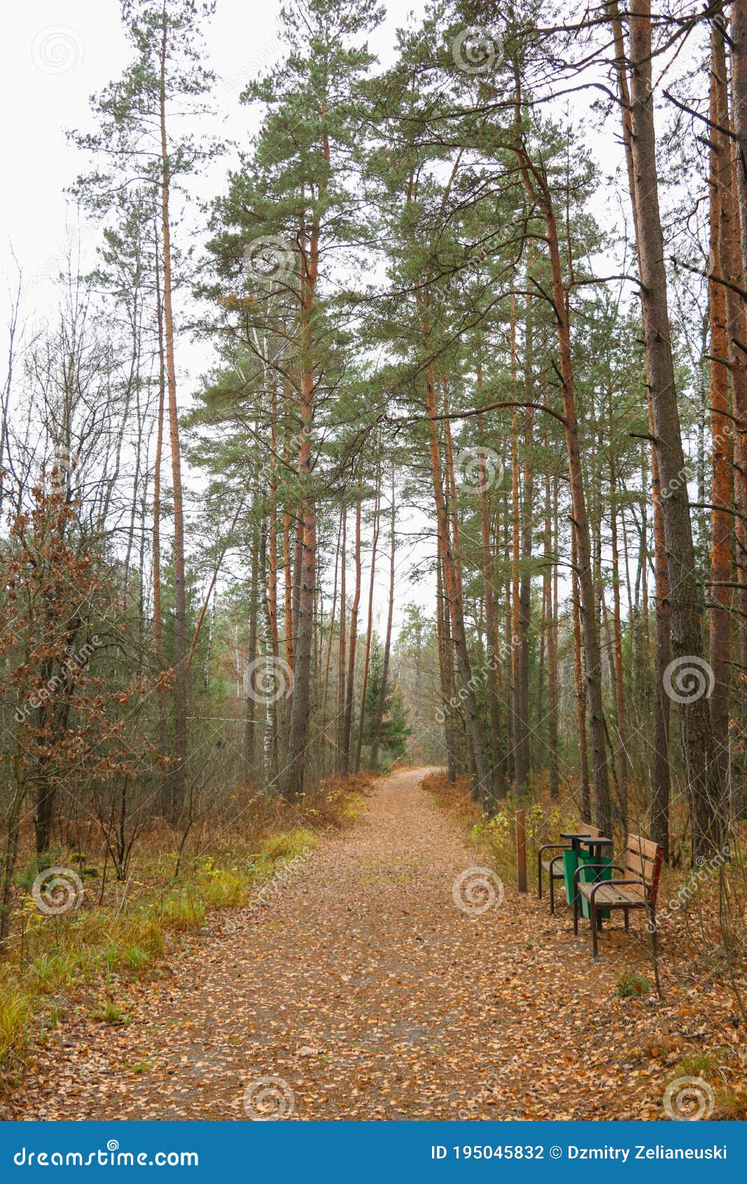 Scenic Walking Path in Yellow Leaves in Autumn Stock Photo - Image of ...