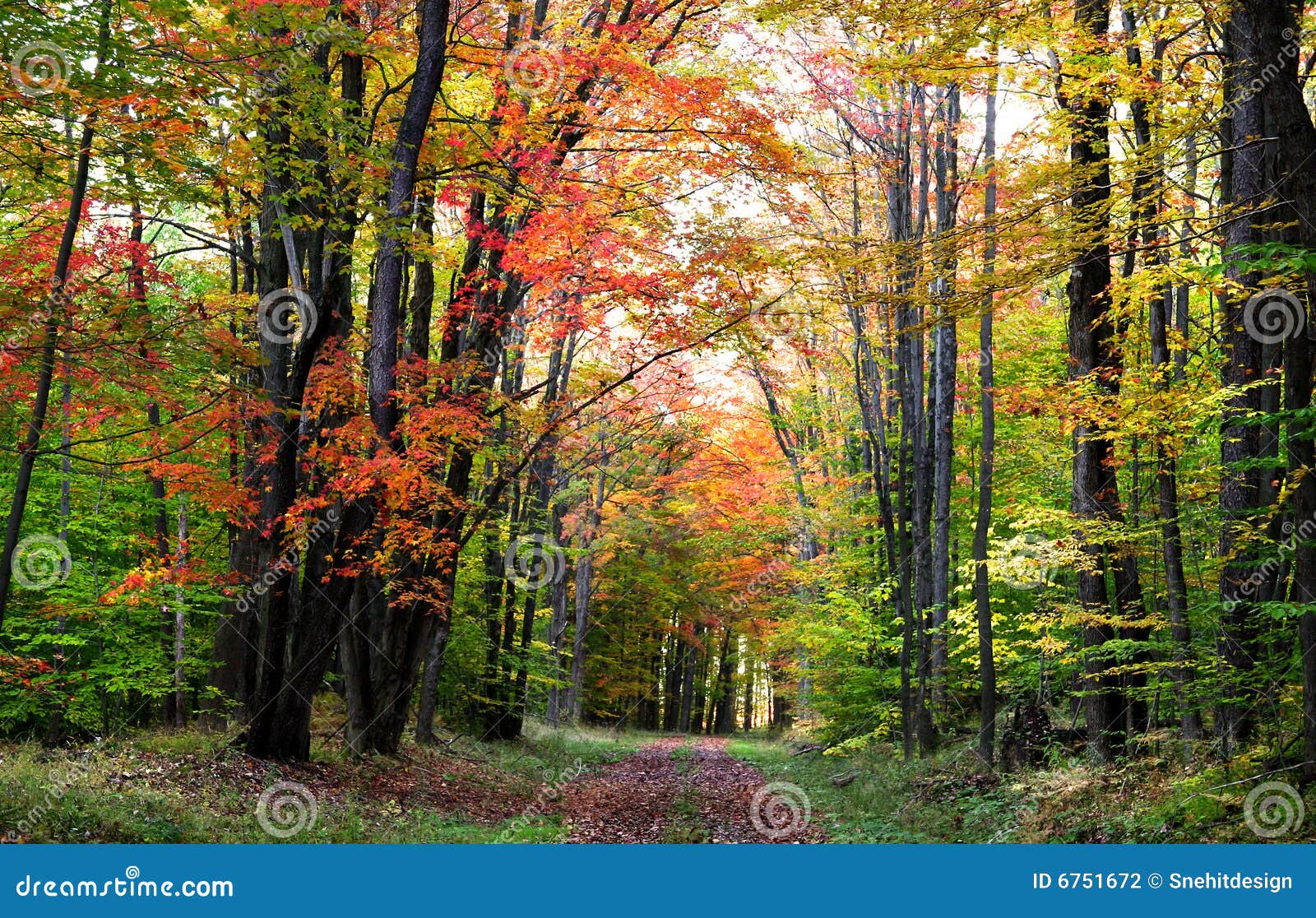 Scenic Walking Trail stock photo. Image of avenue, hiking - 6751672