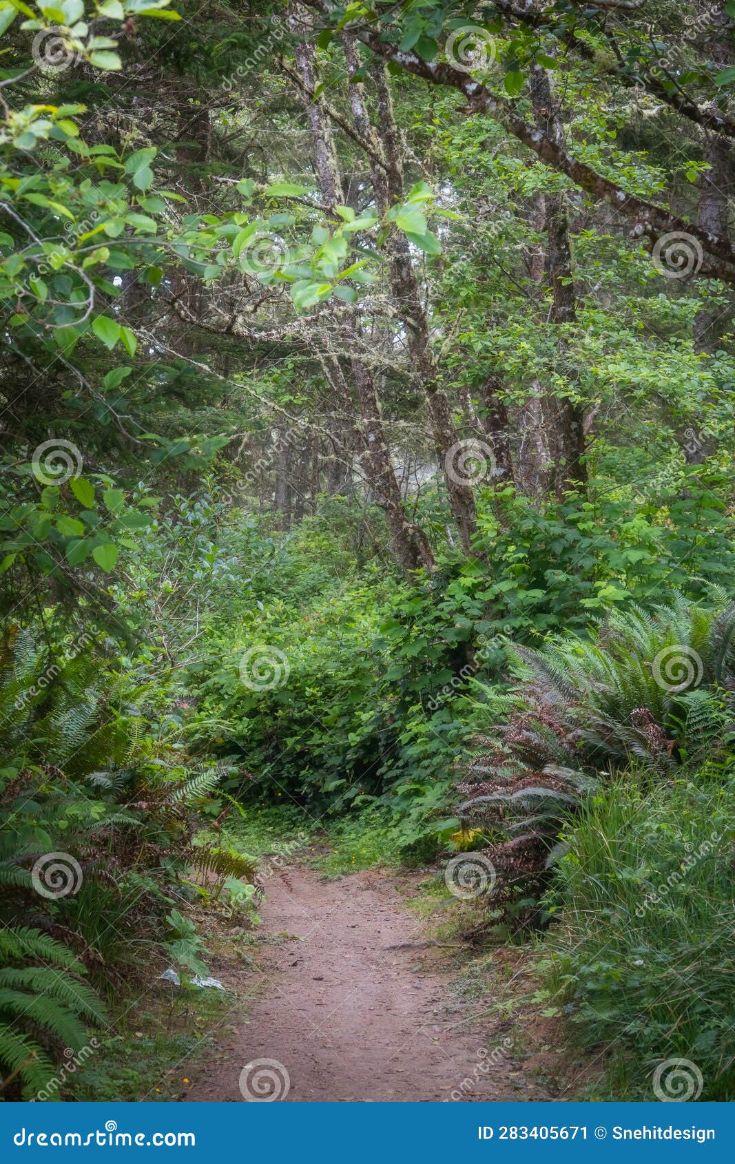 Scenic Walking Trail through Rainforest in Oregon Countryside Stock ...