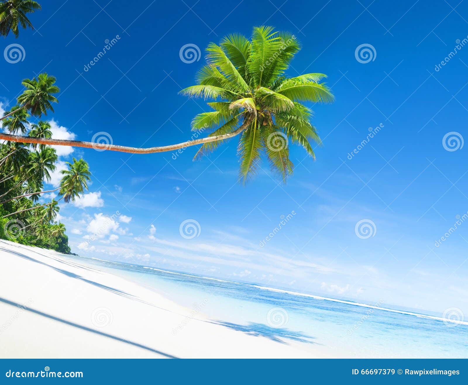 Scenic White Sand Beach Summer Tree Concept Stock Image - Image of ...