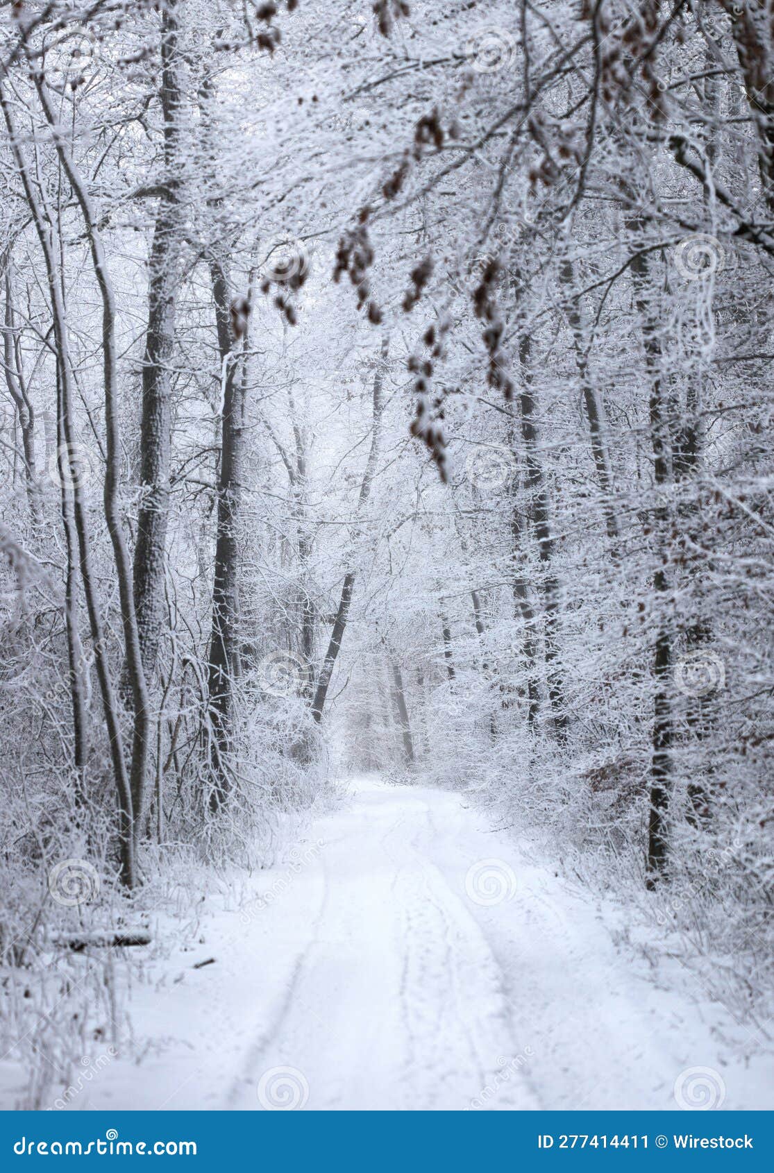 Scenic Winter Forest Path Blanketed with a Layer of Pristine, Powdery ...