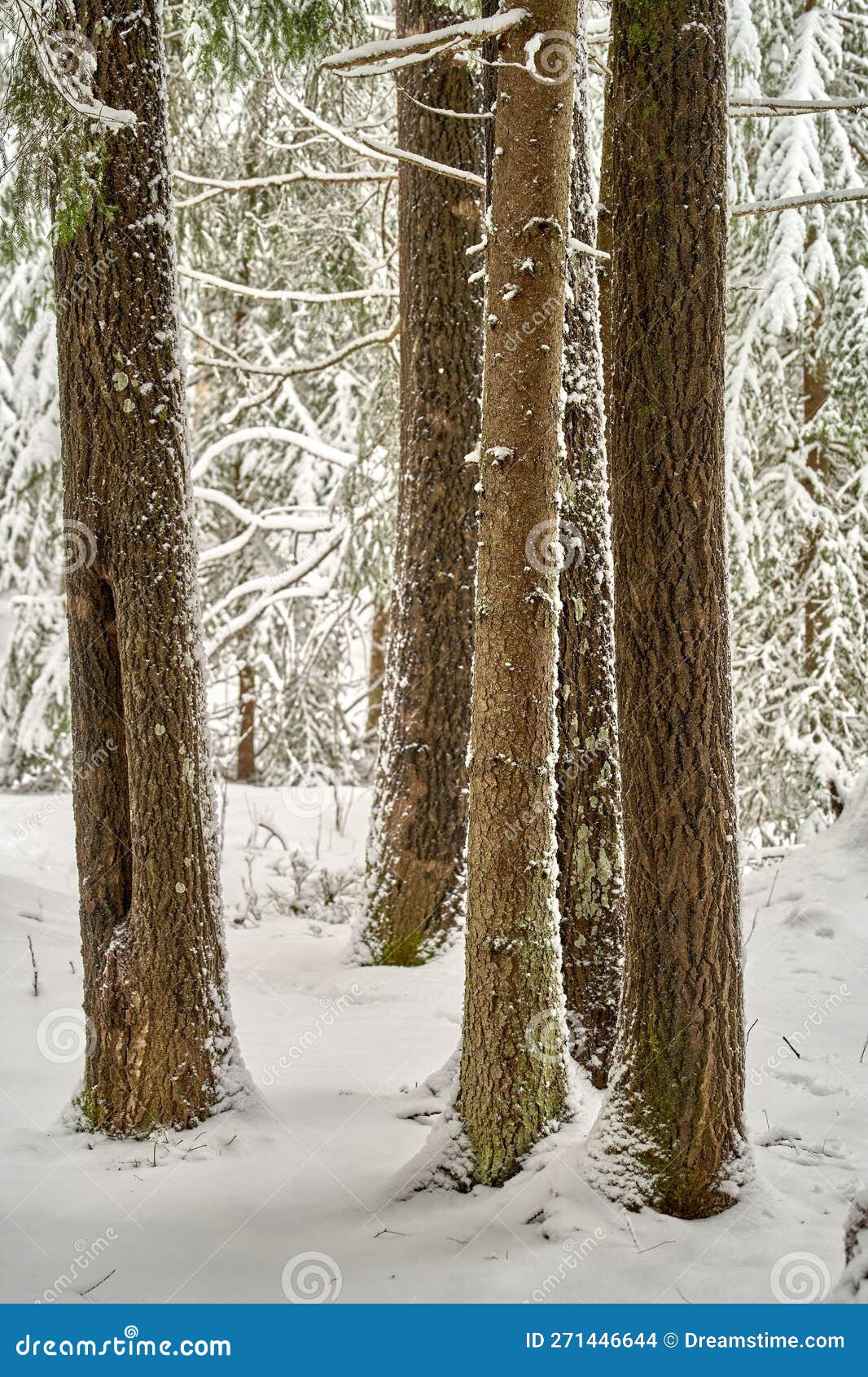 Scenic Winter Landscape Featuring an Idyllic Natural Snow-covered ...