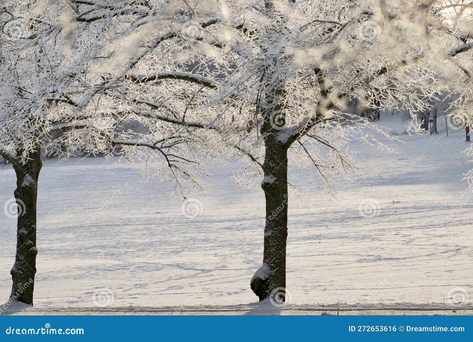 Scenic Winter Landscape Featuring Two Trees Covered in a Thin Layer of ...