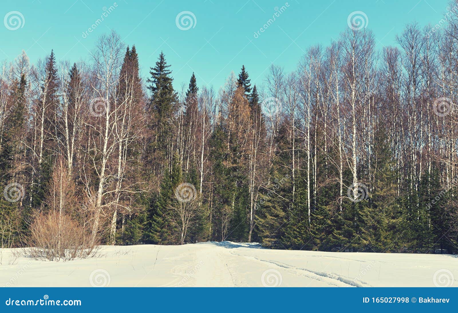 Scenic Winter Landscape. Forest with Fir Trees. Stock Photo - Image of ...