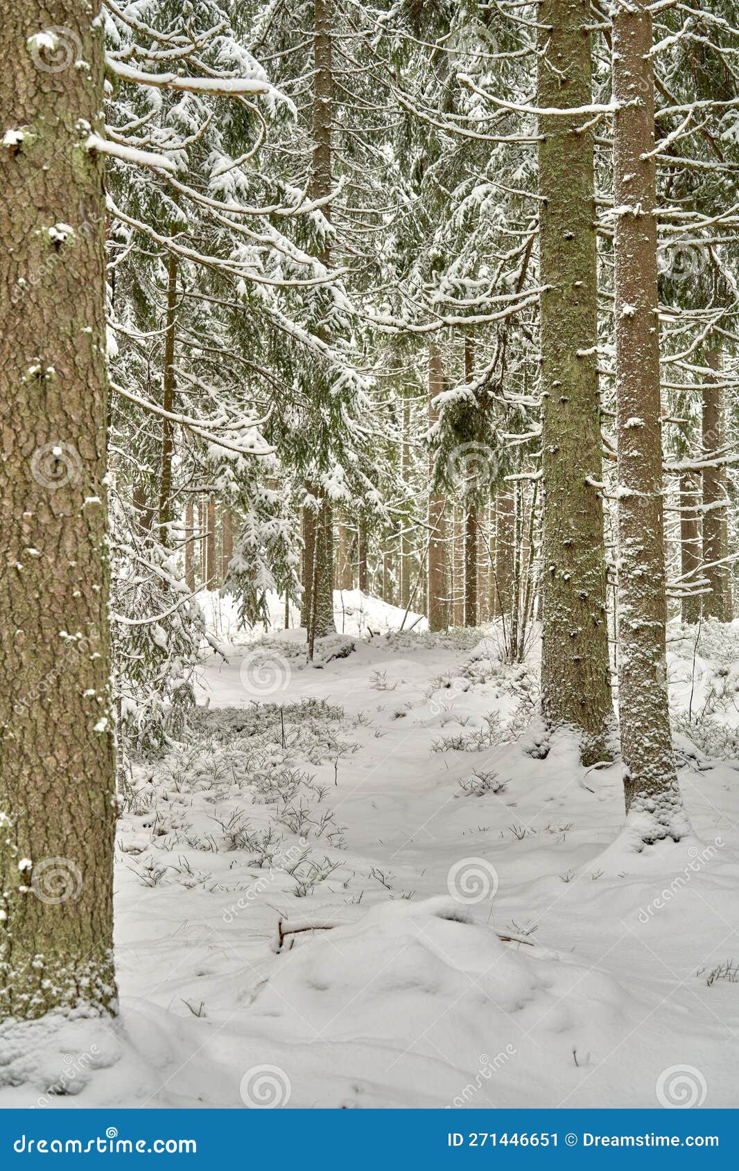 Scenic Winter Scene Featuring a Path Surrounded by Trees Dusted with ...