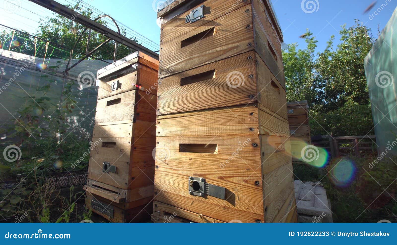 Scenic Wooden Beehive with Bees in the Sunlight Stock Video - Video of ...