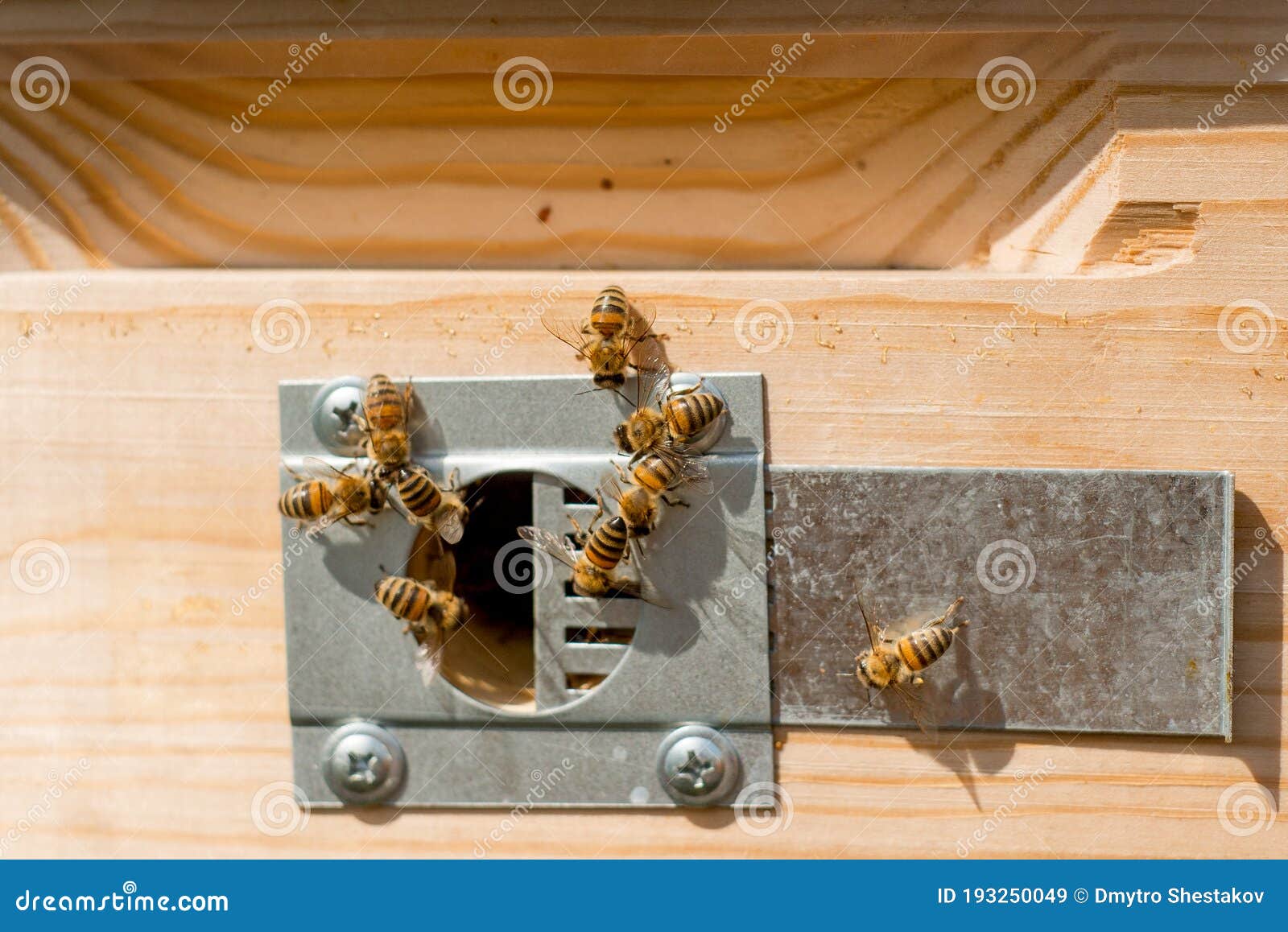 Scenic Wooden Beehive with Bees in the Sunlight Closeup Stock Image ...