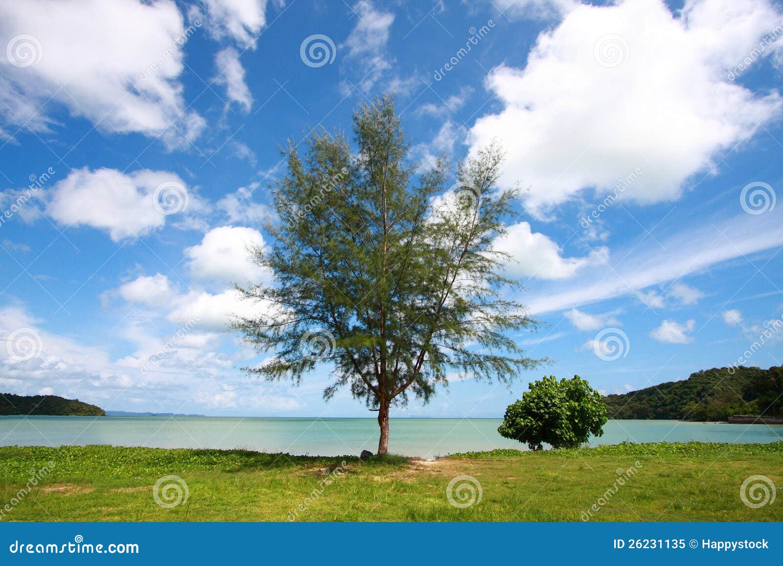 Scenics Tree ,perspective Cloud Stock Image - Image of natural, island ...