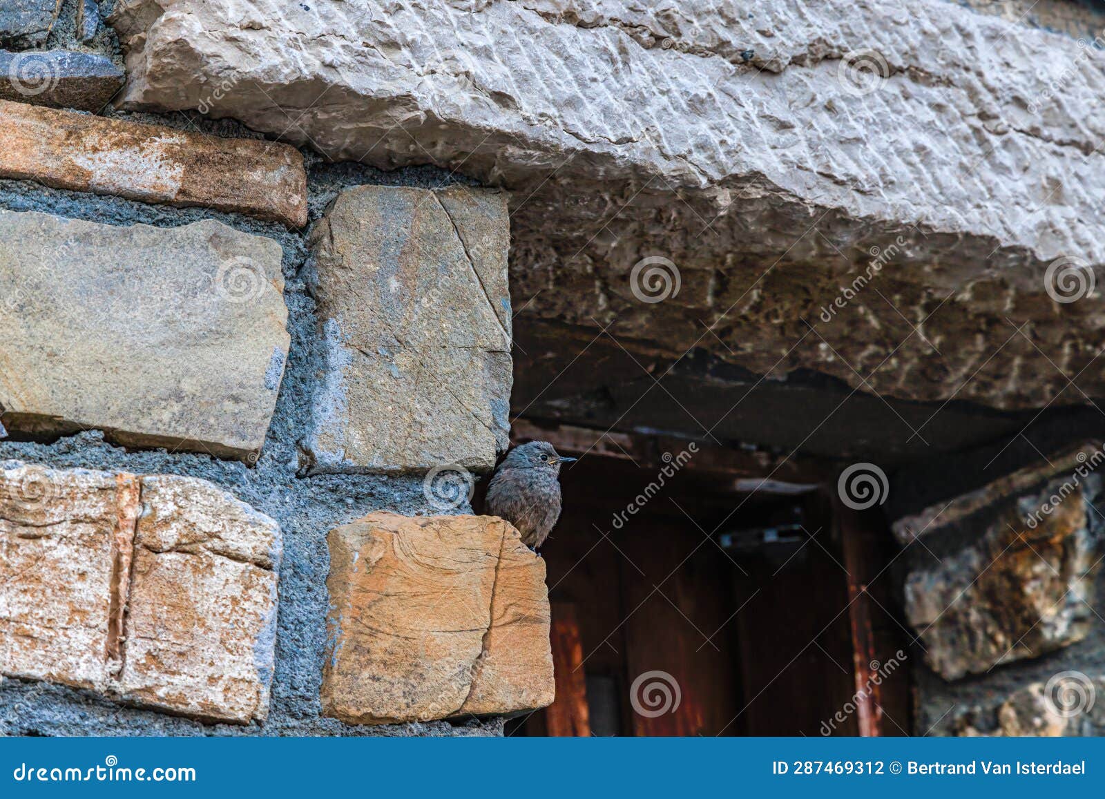 A Scenics View of a Little Black Bird on a Stone Wall in the Mountain ...
