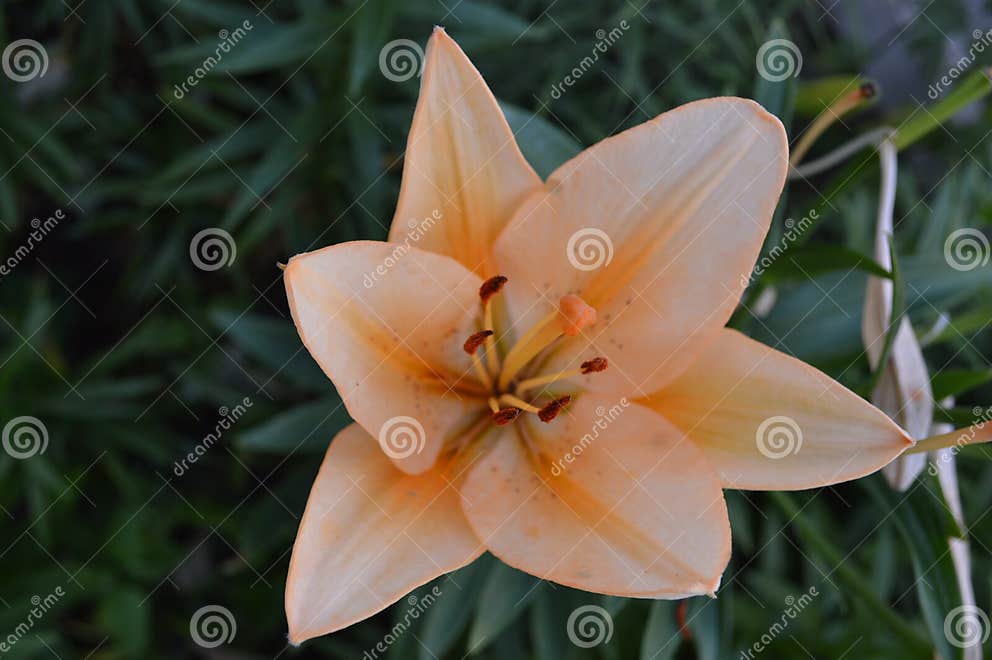 The Scent of a Lily in Spring Stock Photo - Image of summer, warm ...