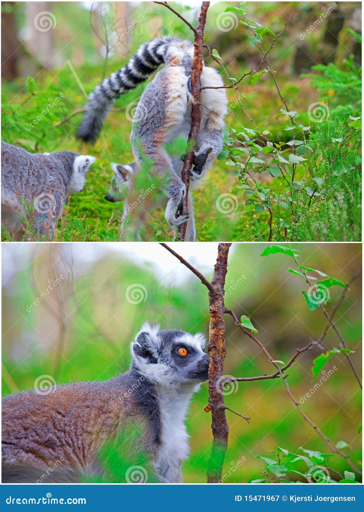 Scent marking stock image. Image of animal, ruffed, indrid - 15471967