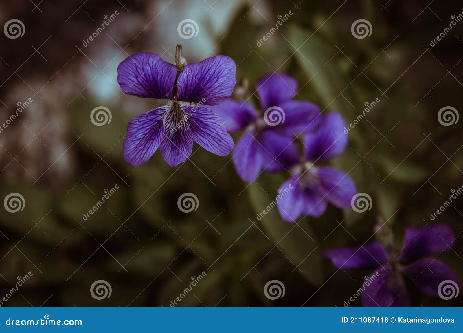 Scented Purple Viola Flower Stock Photo - Image of floral, bunch: 211087418