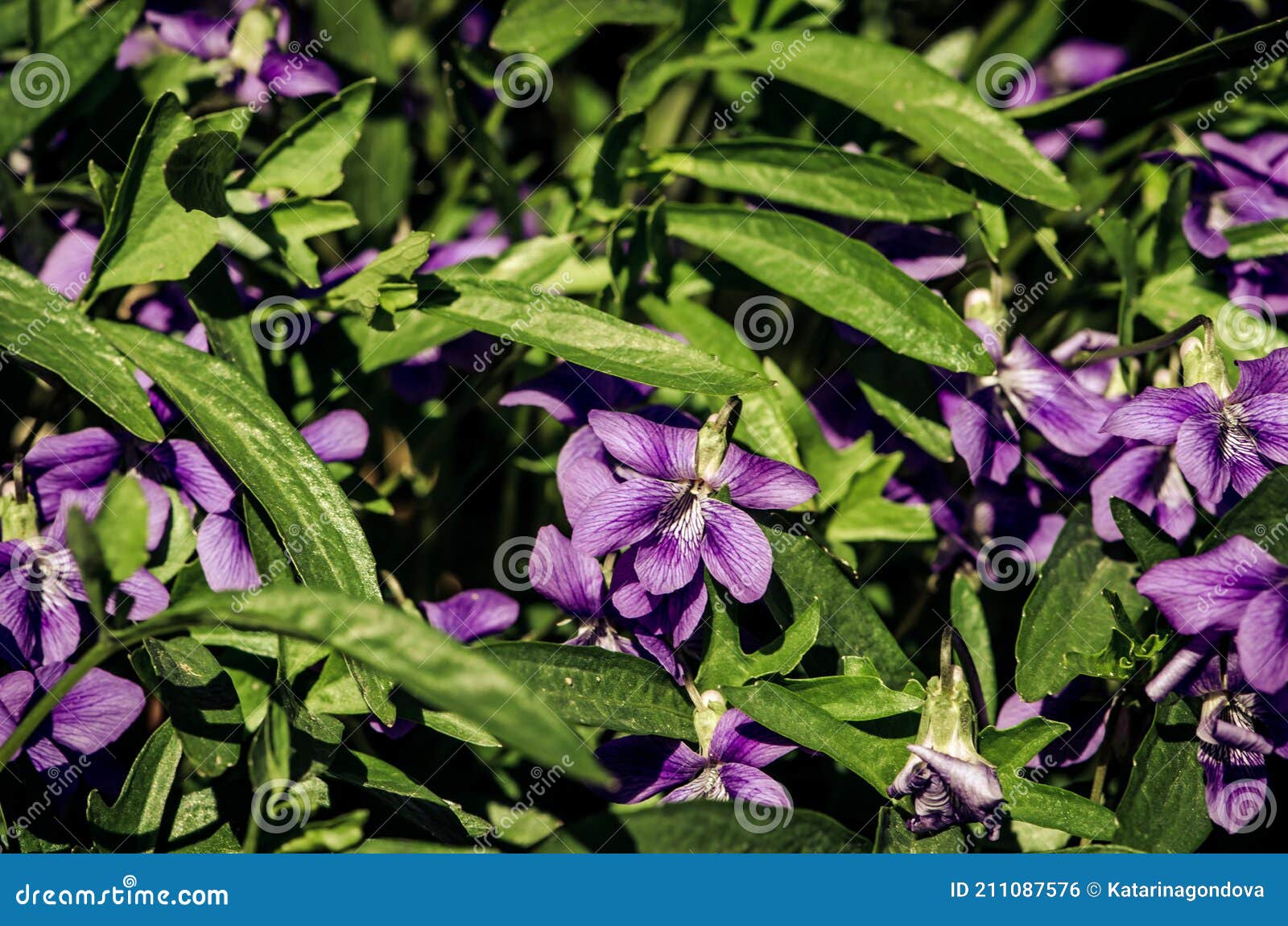 Scented Purple Viola Flower Stock Photo - Image of colorful, bloom ...