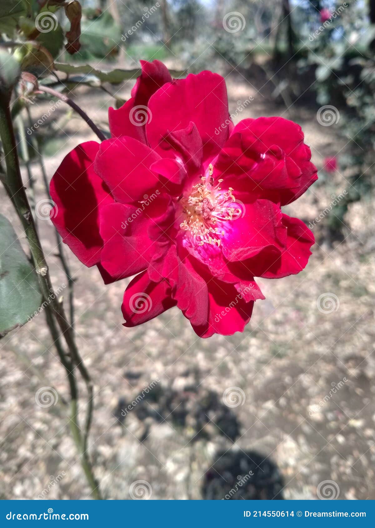Scented Red Rose stock photo. Image of rose, peony, flower - 214550614