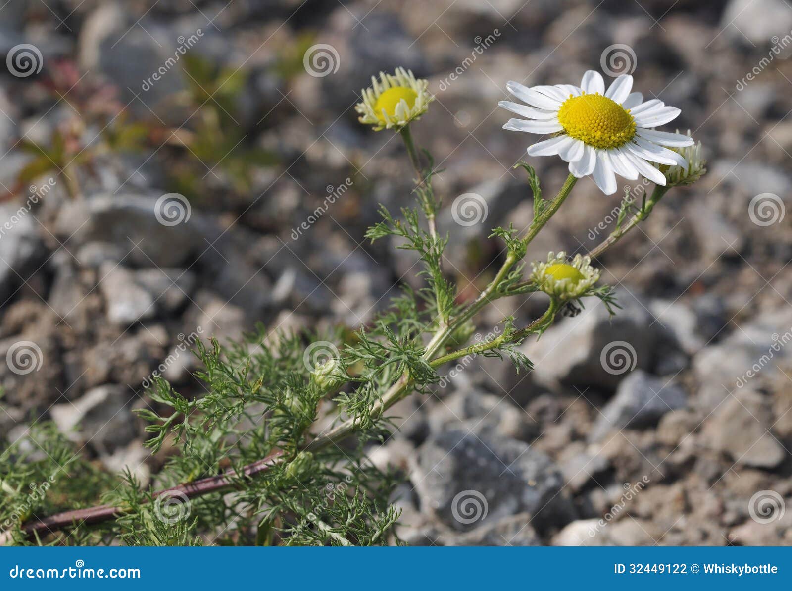 Scentless Mayweed stock photo. Image of britain, leaves - 32449122