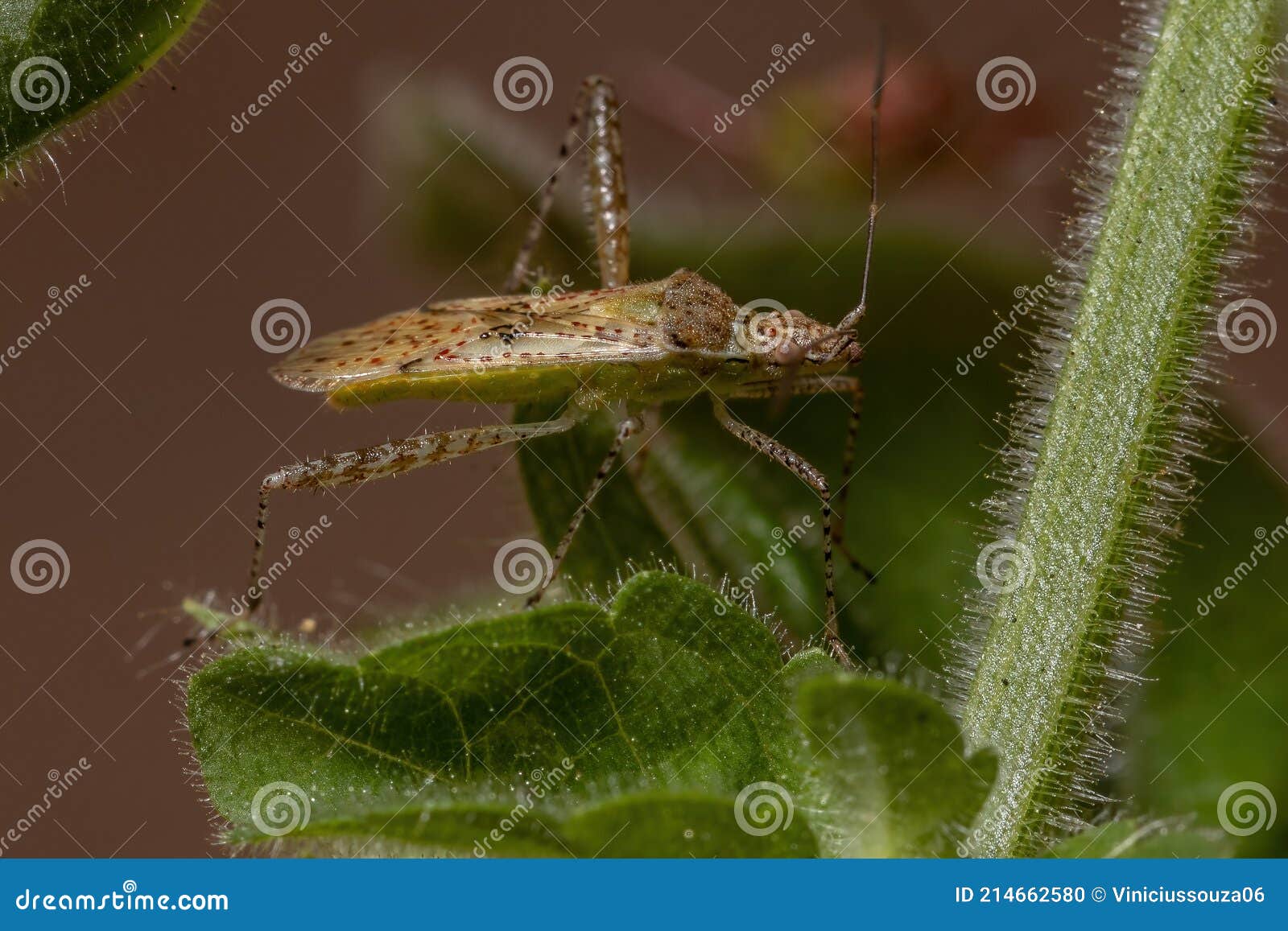 Scentless Plant Bug stock photo. Image of invertebrate - 214662580