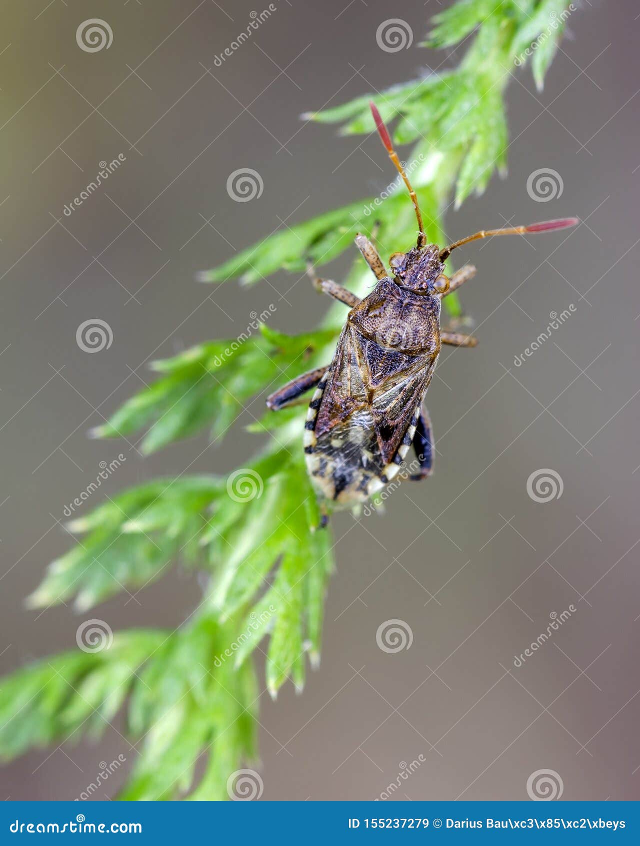 Scentless Plant Bug on Grass Stock Image - Image of stictopleurus, wild ...