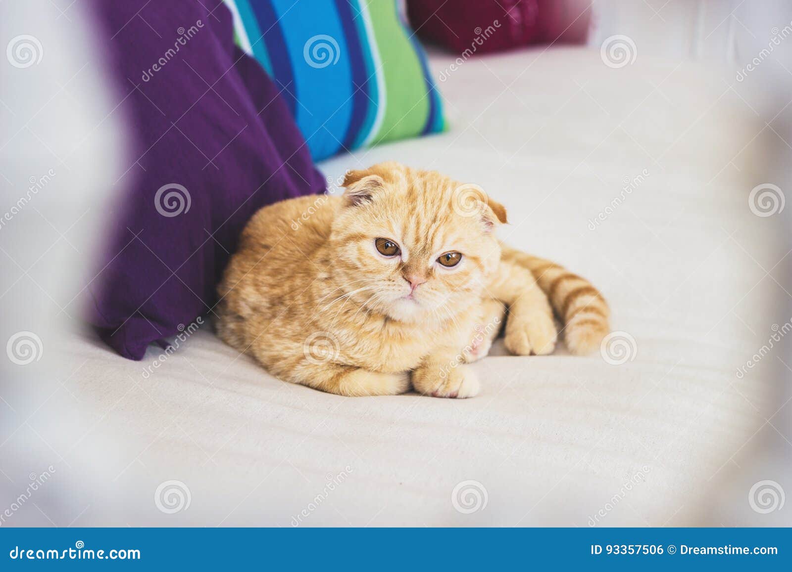 Sceptic cat stock photo. Image of home, interior, grumpy - 93357506