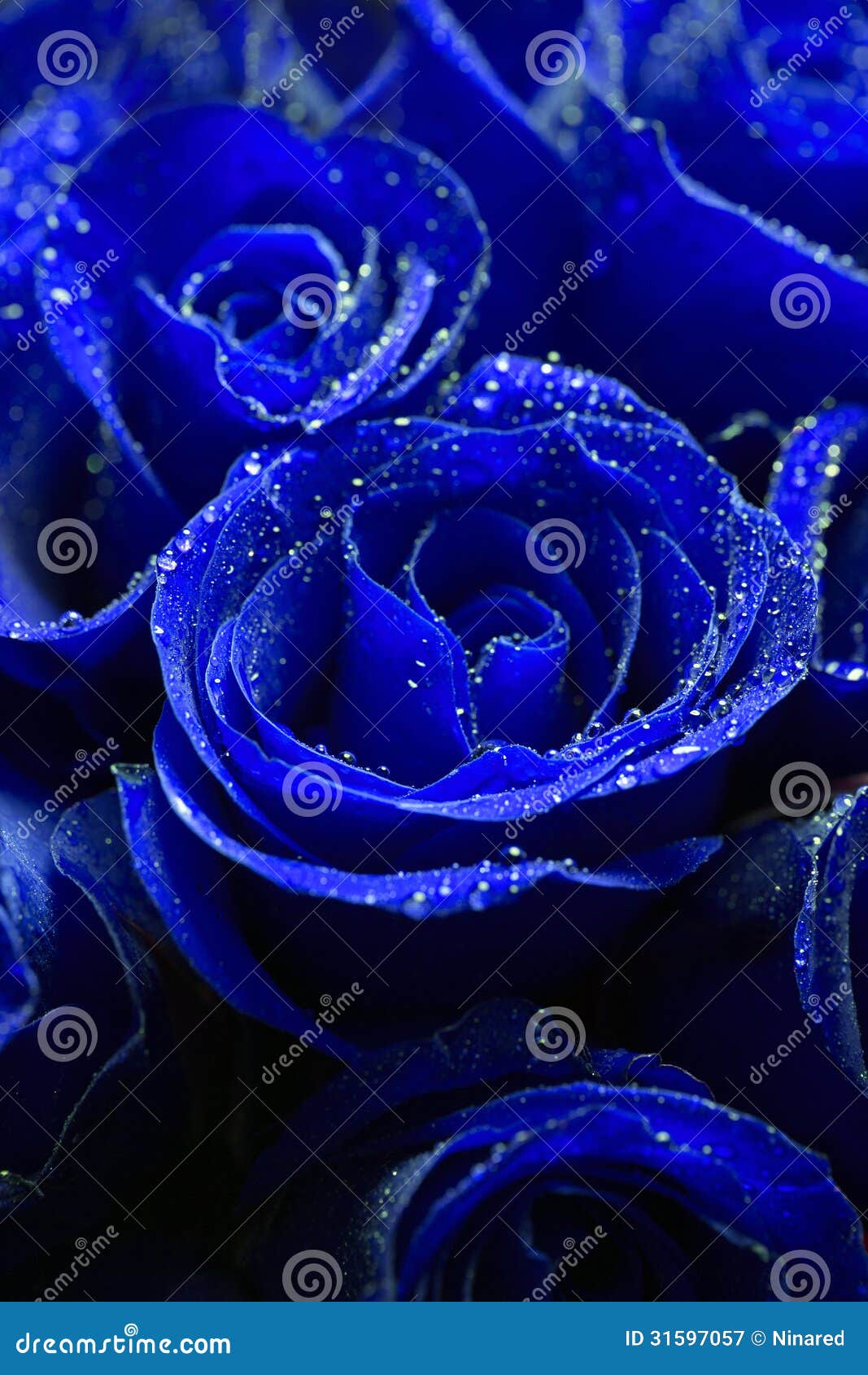 Schöne blaue Rosen stockbild. Bild von neigung, wohlriechend - 31597057