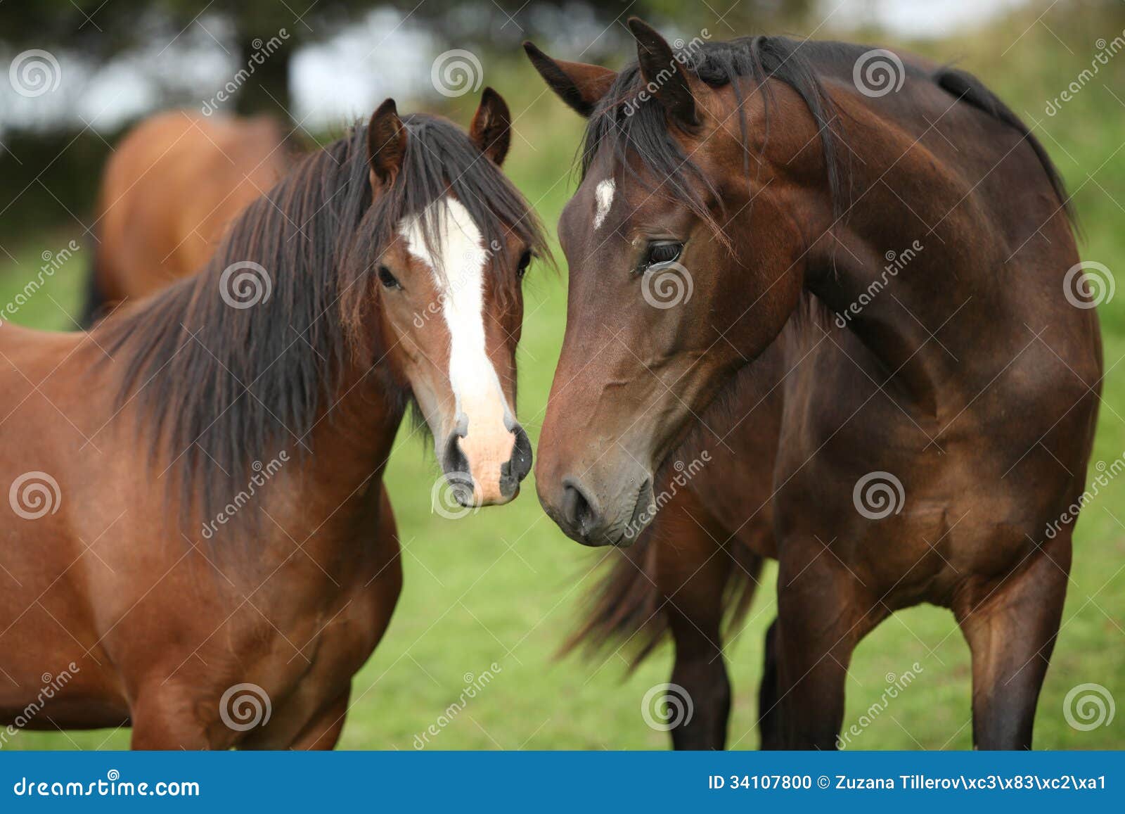 Schöne Braune Pferde Auf Weide Stockfoto - Bild von stute, stille: 34107800