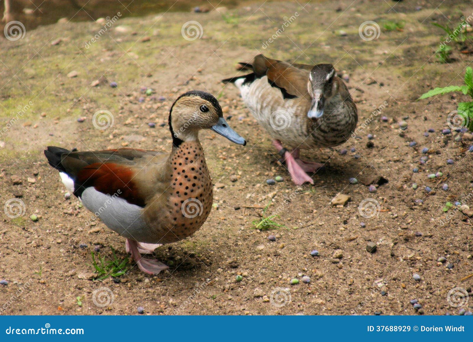 Schöne Enten stockbild. Bild von schön, bunt, knickente - 37688929