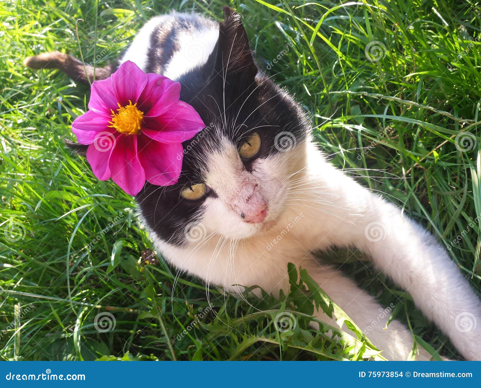Schöne Katze Mit Blume Auf Kopf Stockfoto - Bild von dahlie, augen ...