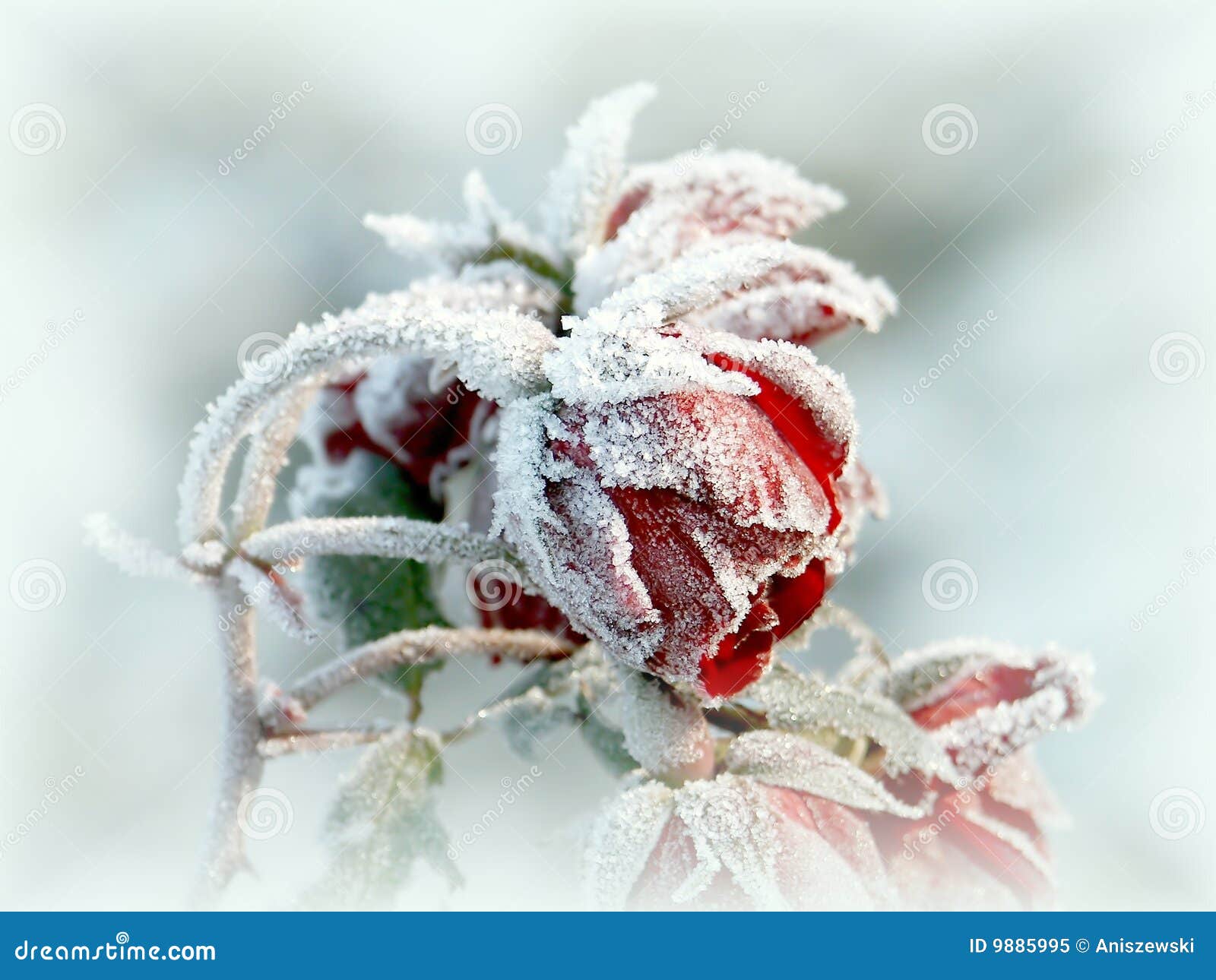 Schöne Rote Rosen Mit Morgenfrost Stockbild - Bild von blumen ...